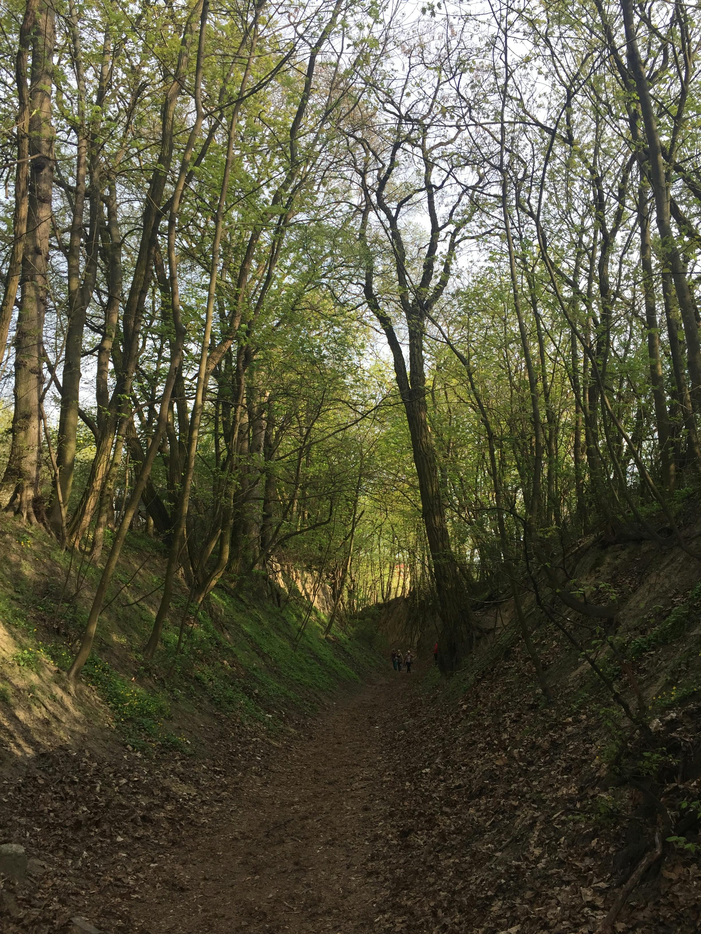 Pathway in a Forest · Free Stock Photo