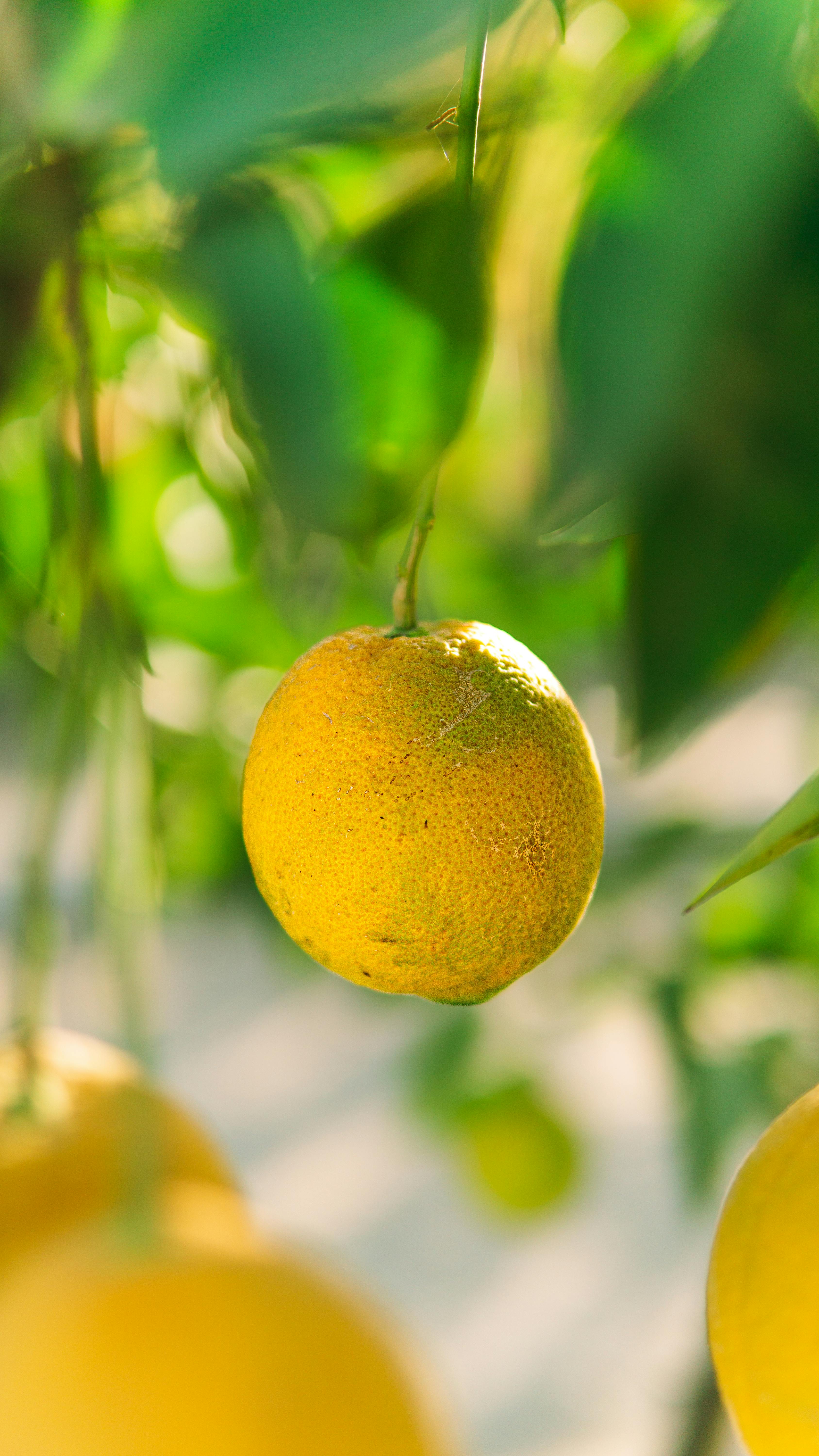 Lemon Fruit on Branch during Day Time · Free Stock Photo