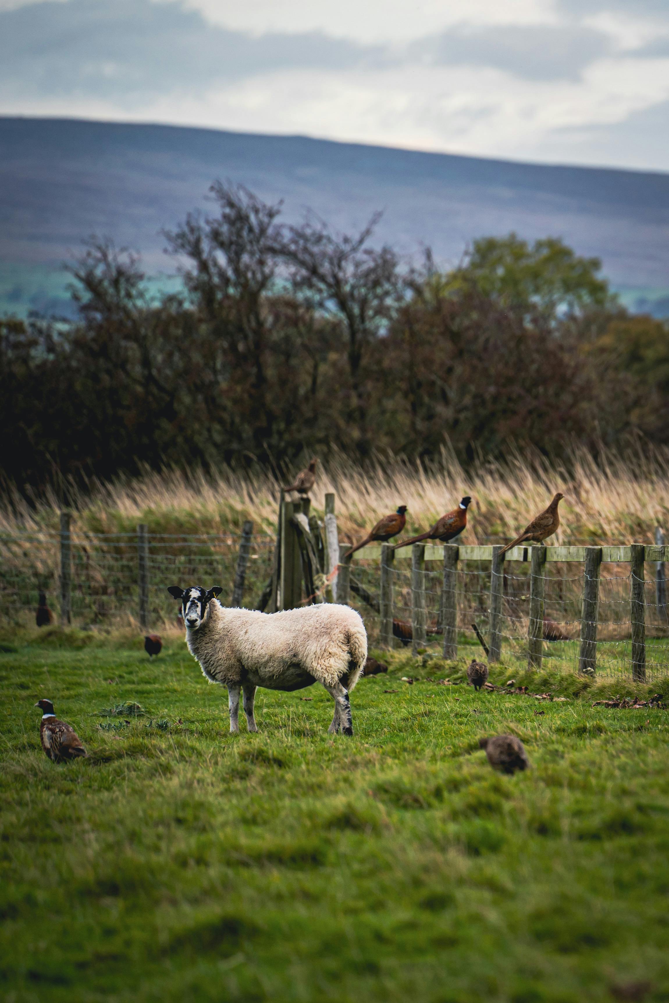 Male and Female Siamese Fireback Pheasants · Free Stock Photo