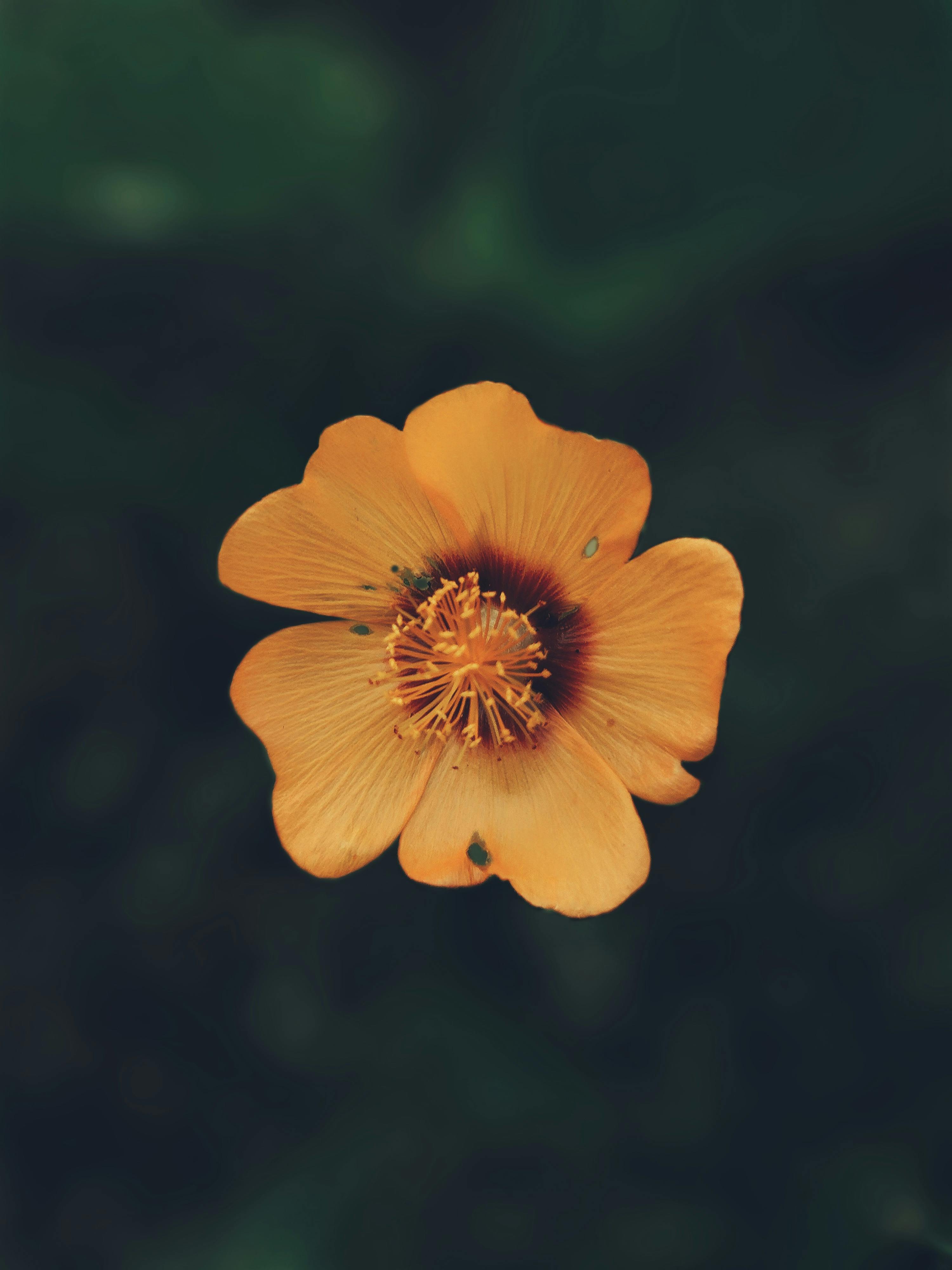 Rat Ki Rani Flower Photos, Download Free Rat Ki Rani Flower Stock ...