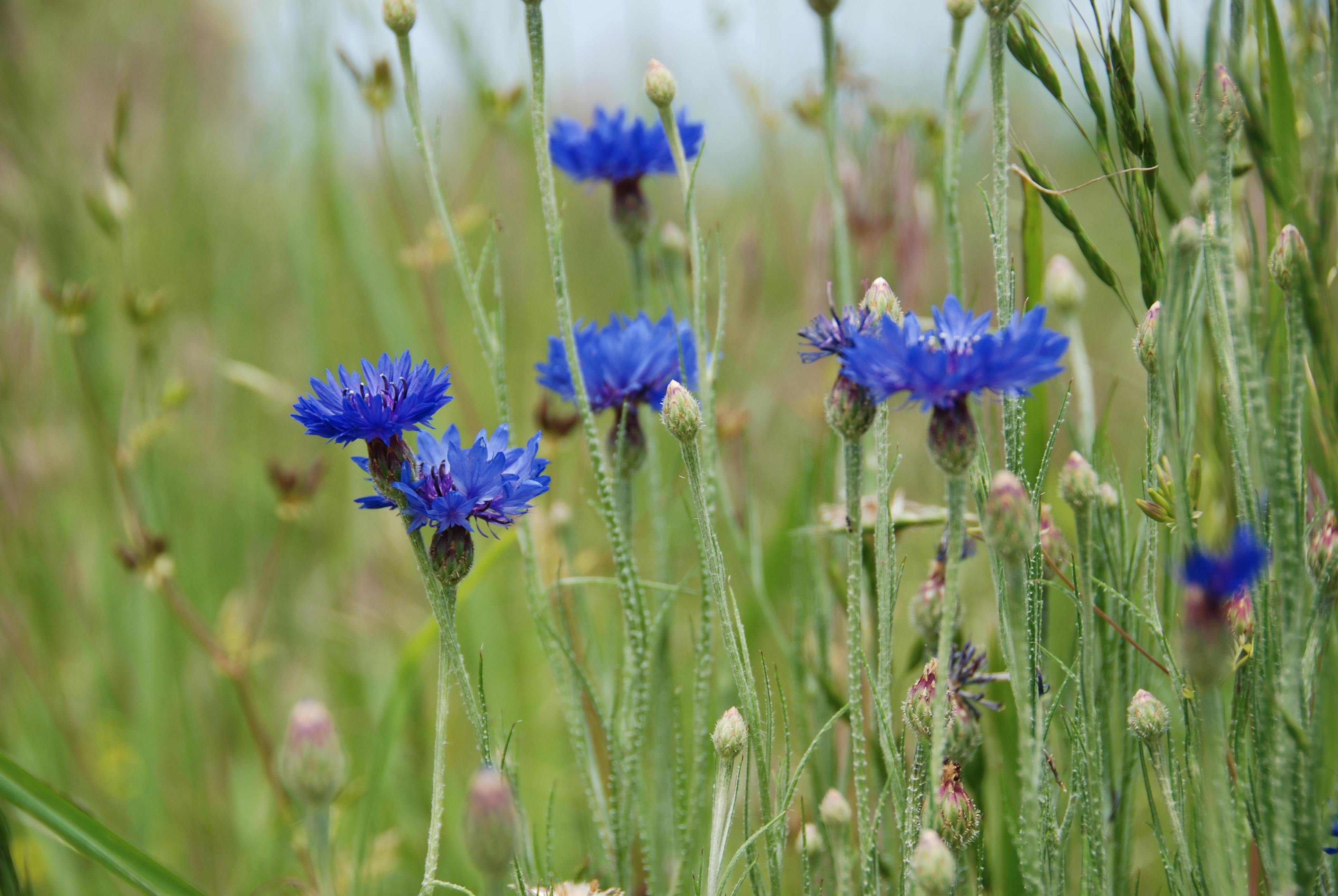 Elizabeth Olson - 사진