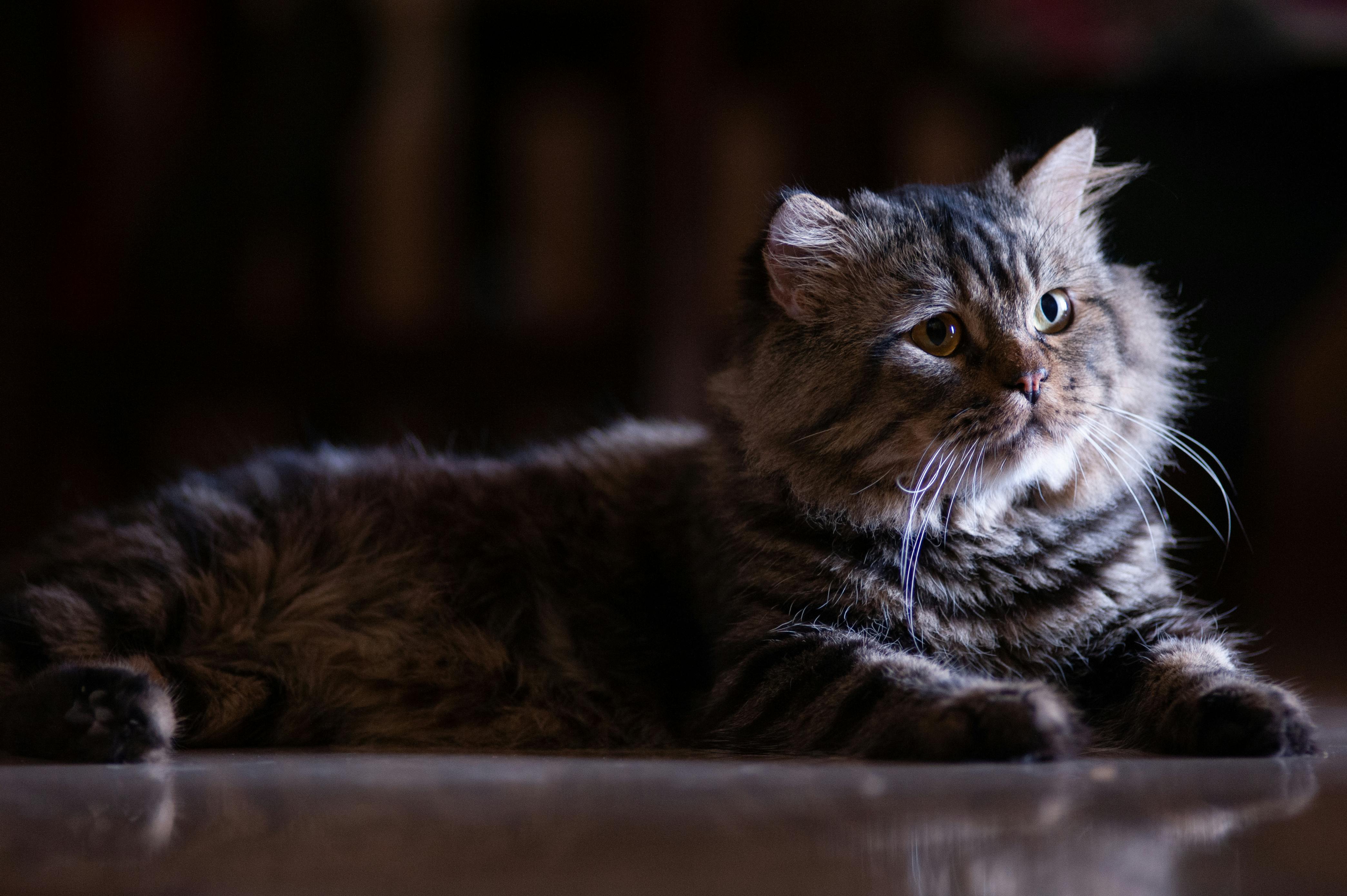 Cat Mascot Photos, Download Free Cat Mascot Stock Photos & HD Images