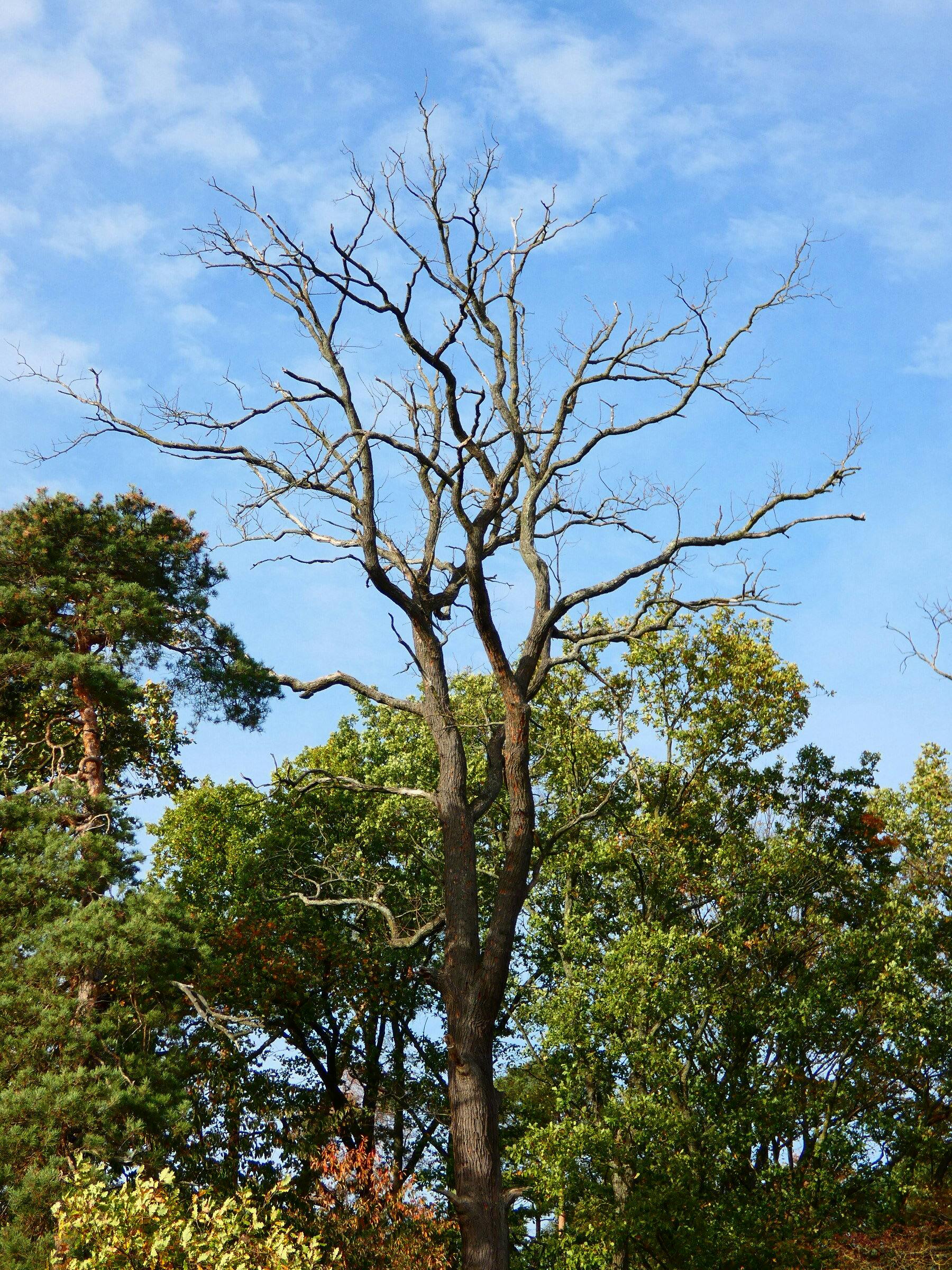 Barren Tree Photos, Download The BEST Free Barren Tree Stock Photos ...