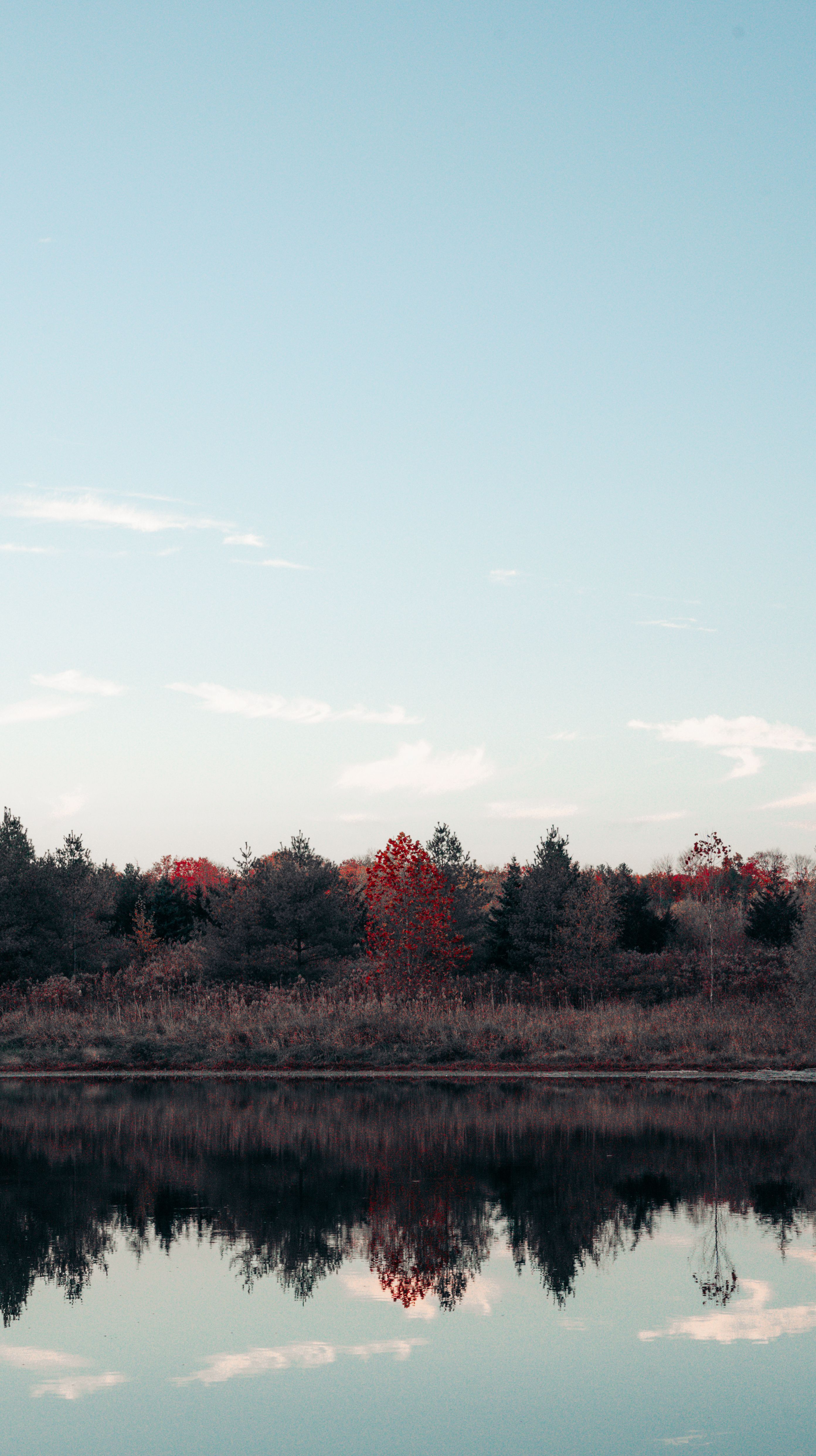 Red Trees Near Body of Water · Free Stock Photo
