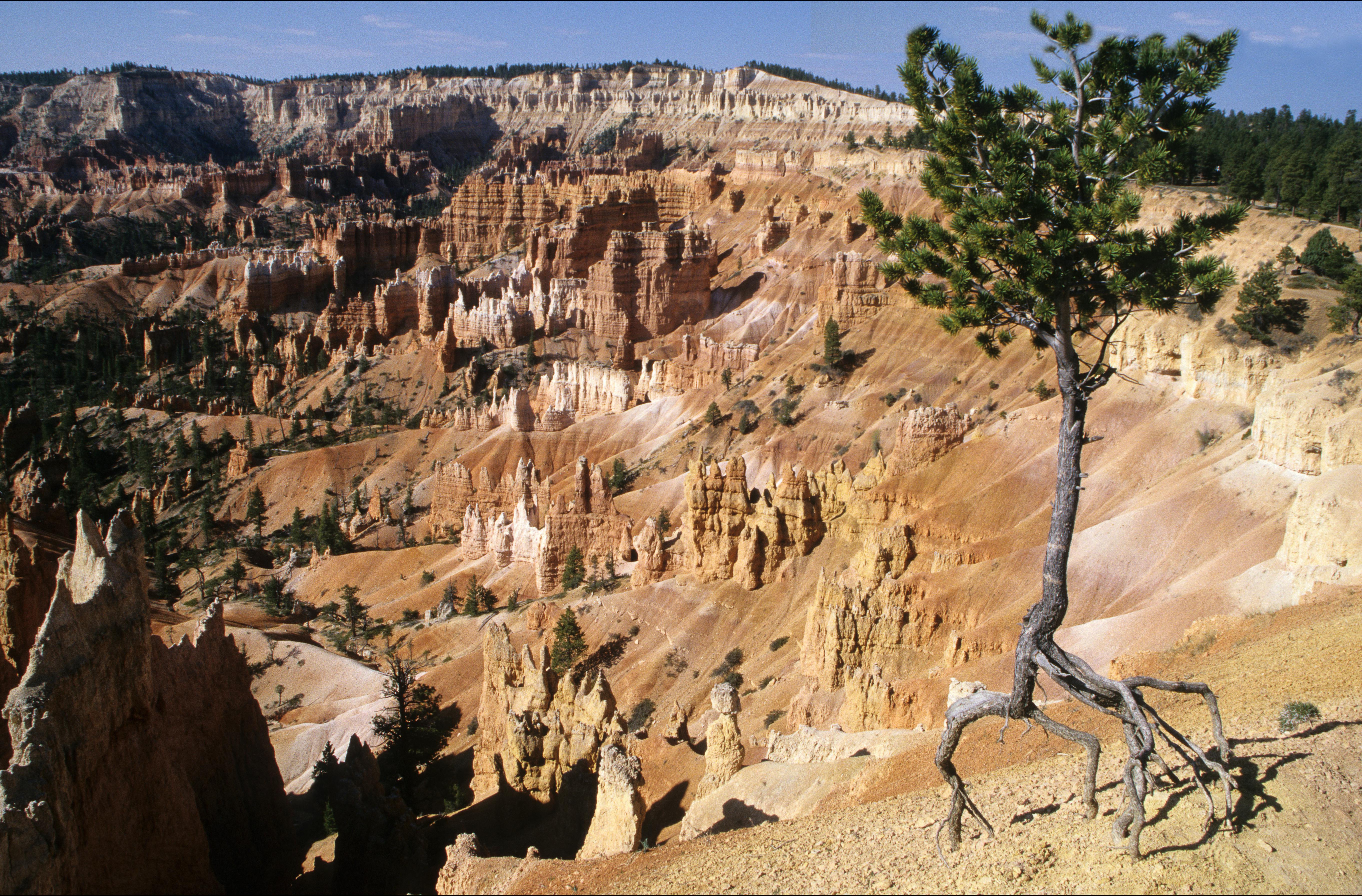 Single Tree with Roots in Bryce Canyon National Park · Free Stock Photo