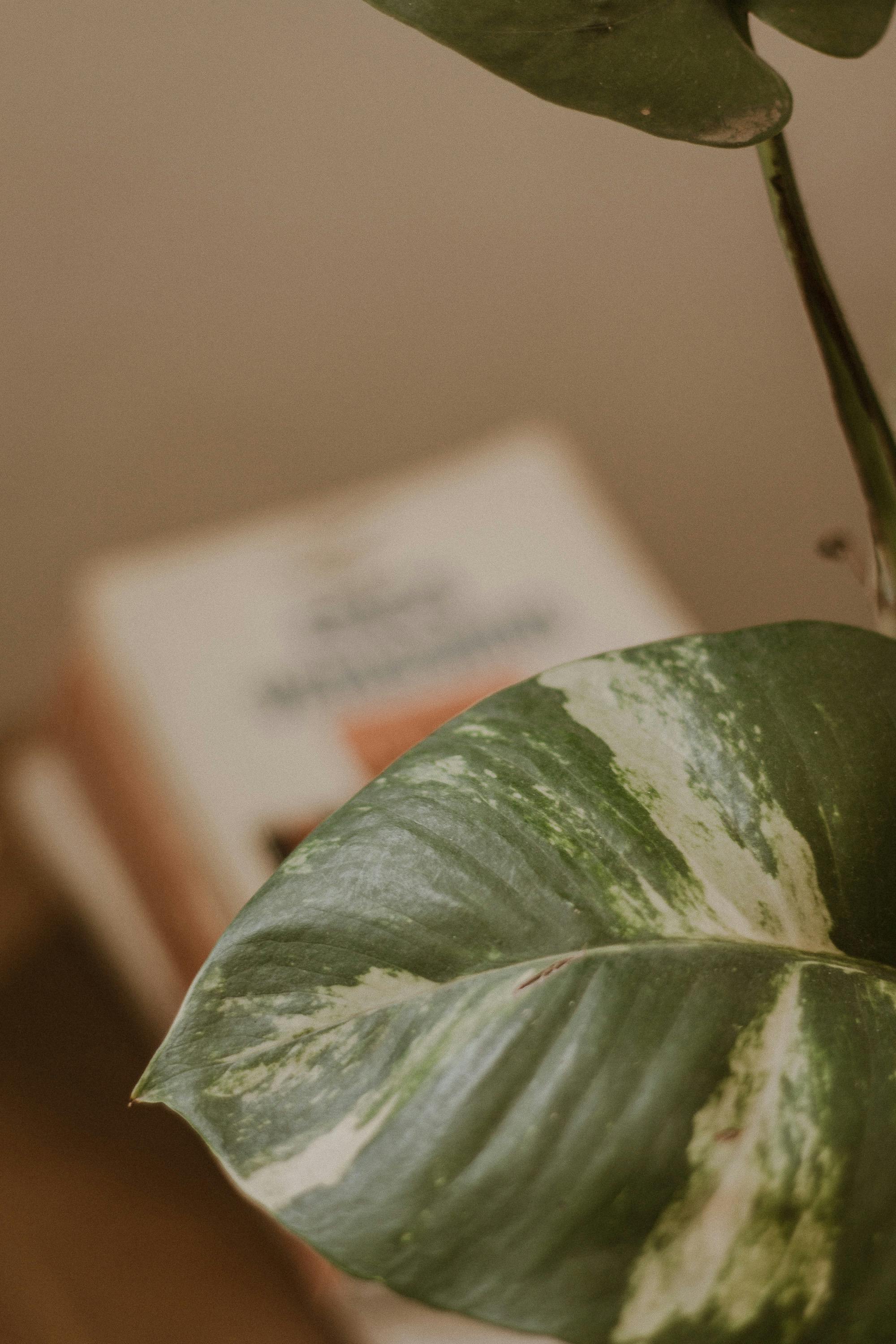 Plant Pic Photos, Download Free Plant Pic Stock Photos & HD Images