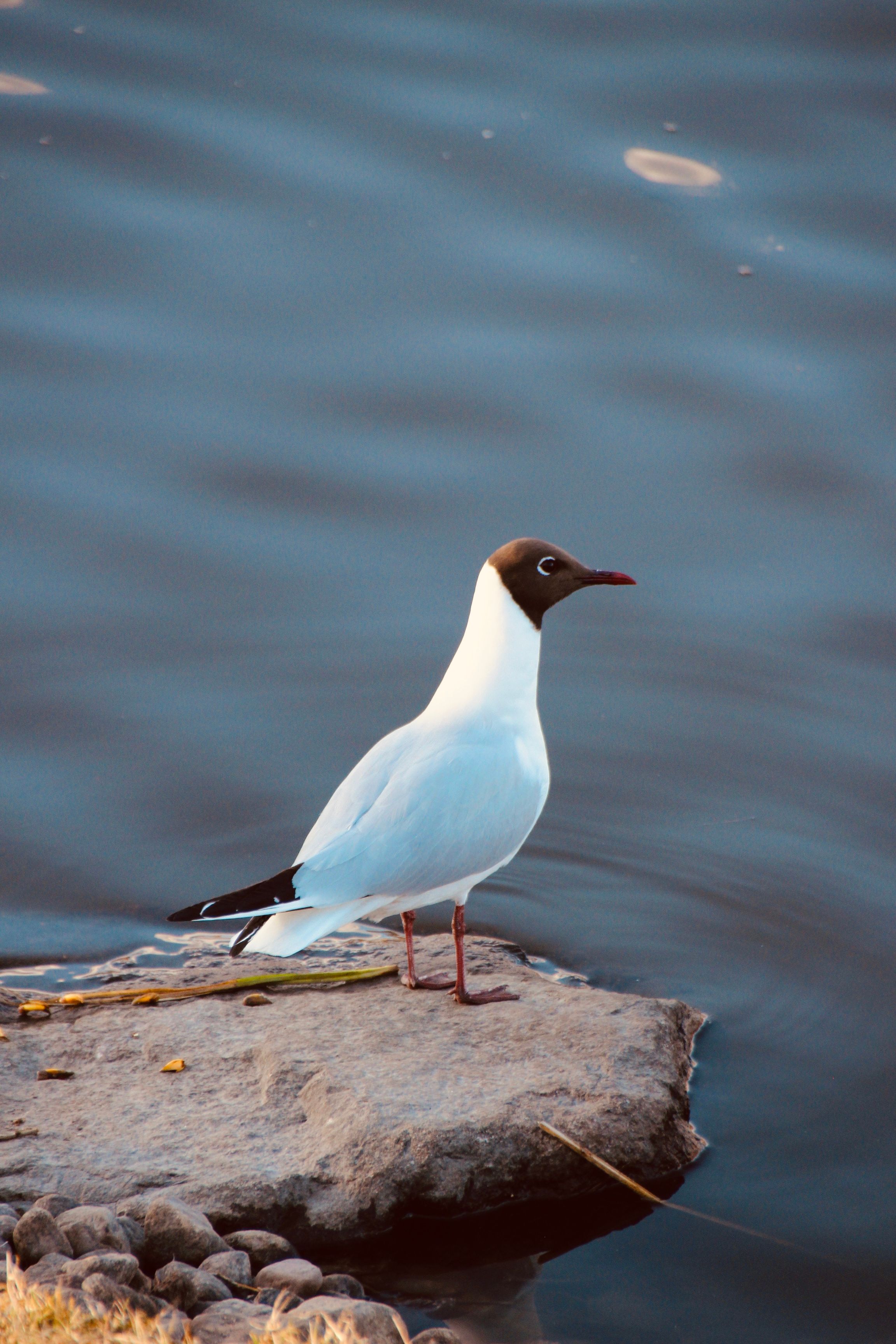 Close up of Bird on Stone · Free Stock Photo