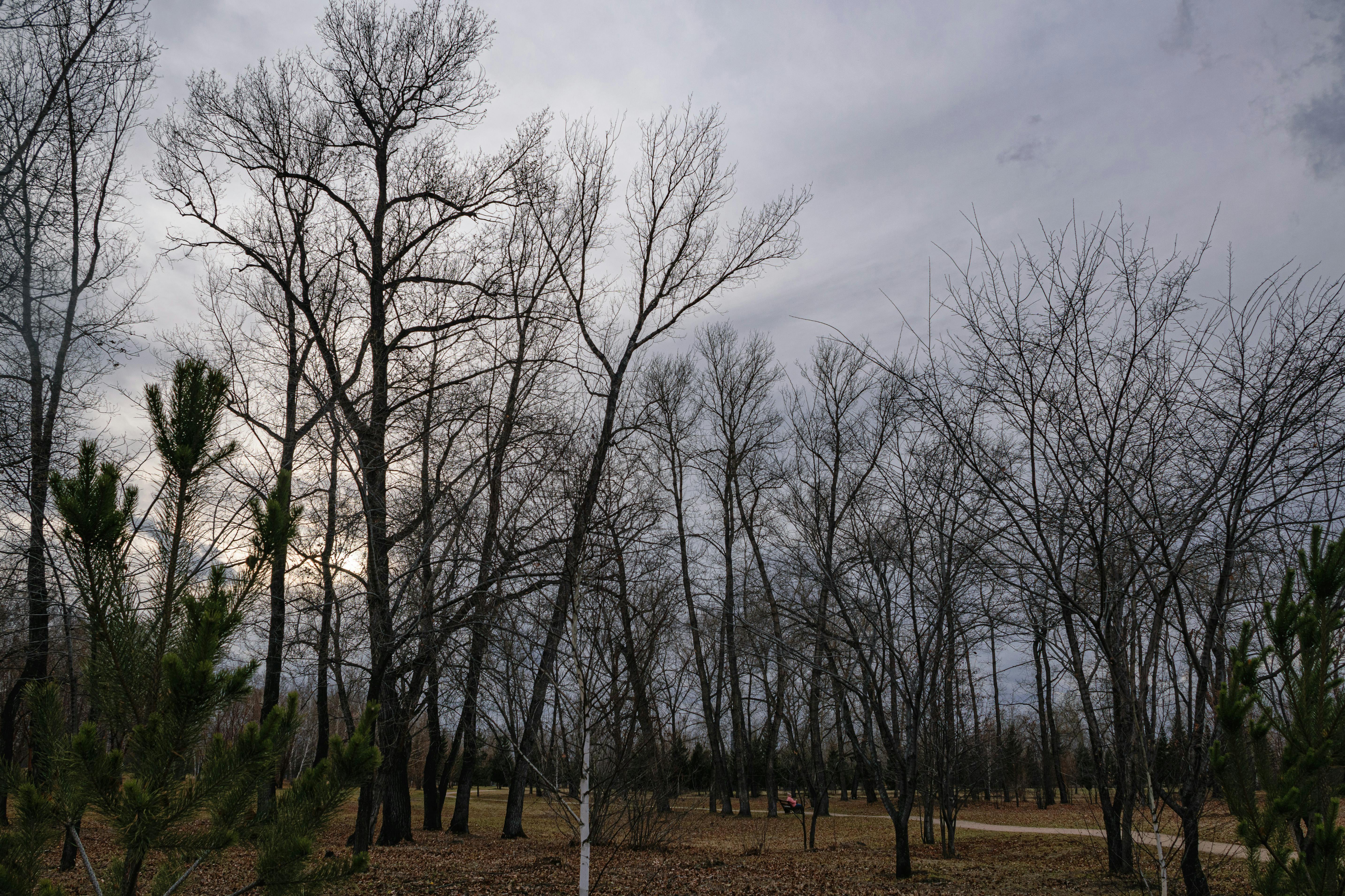 Bare Trees in Park · Free Stock Photo