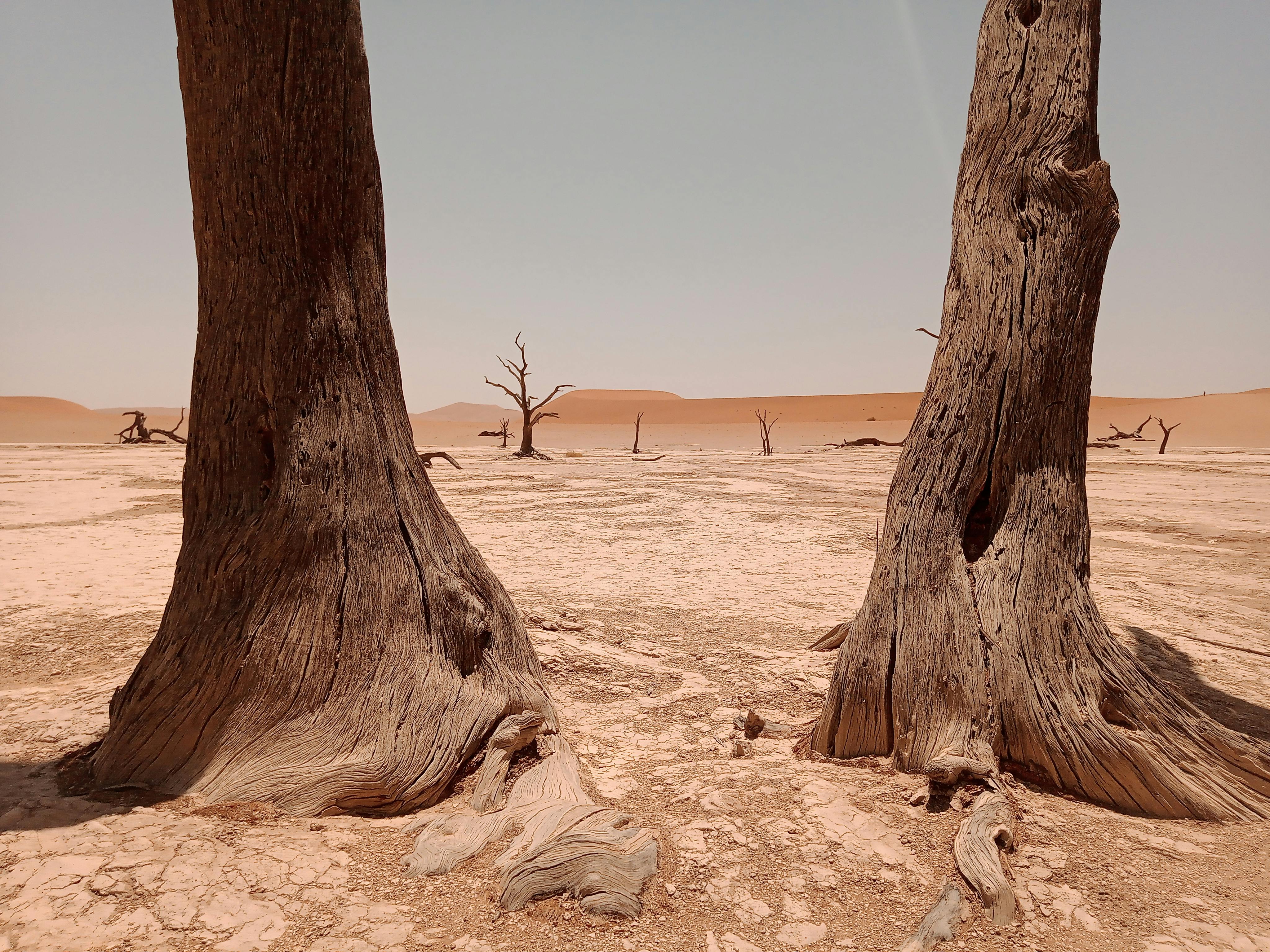 Trees in Desert · Free Stock Photo