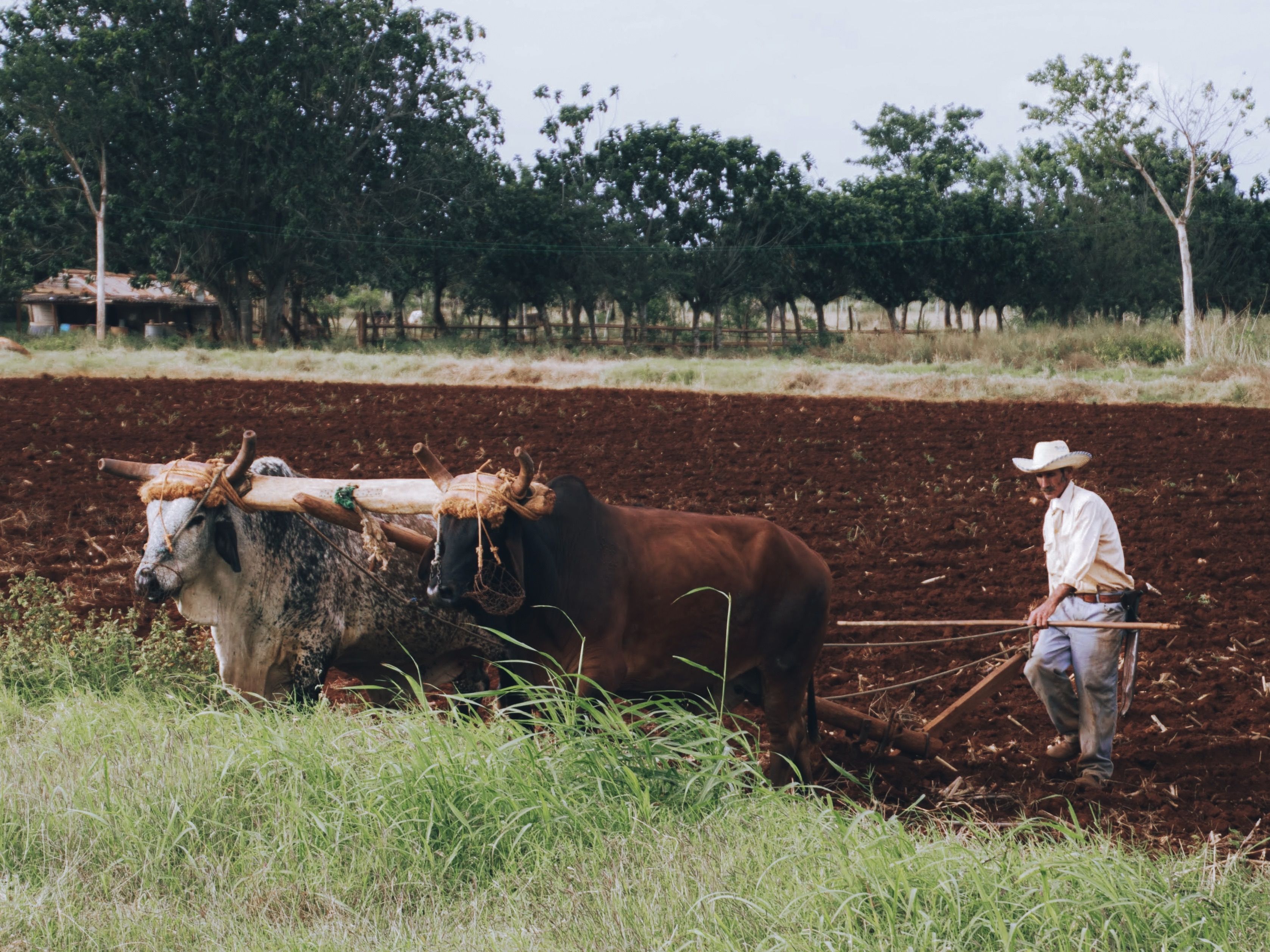Ethnic farmer with bulls plowing land in countryside · Free Stock Photo