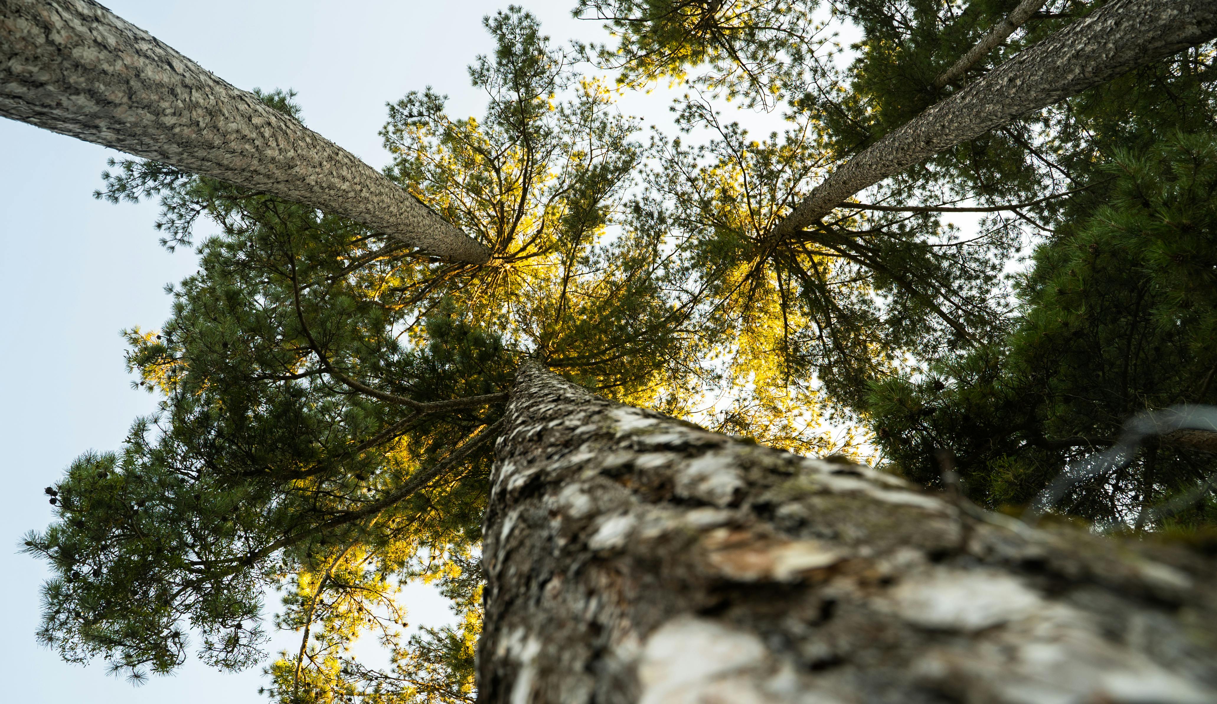 Low Angle Shot of Trees · Free Stock Photo