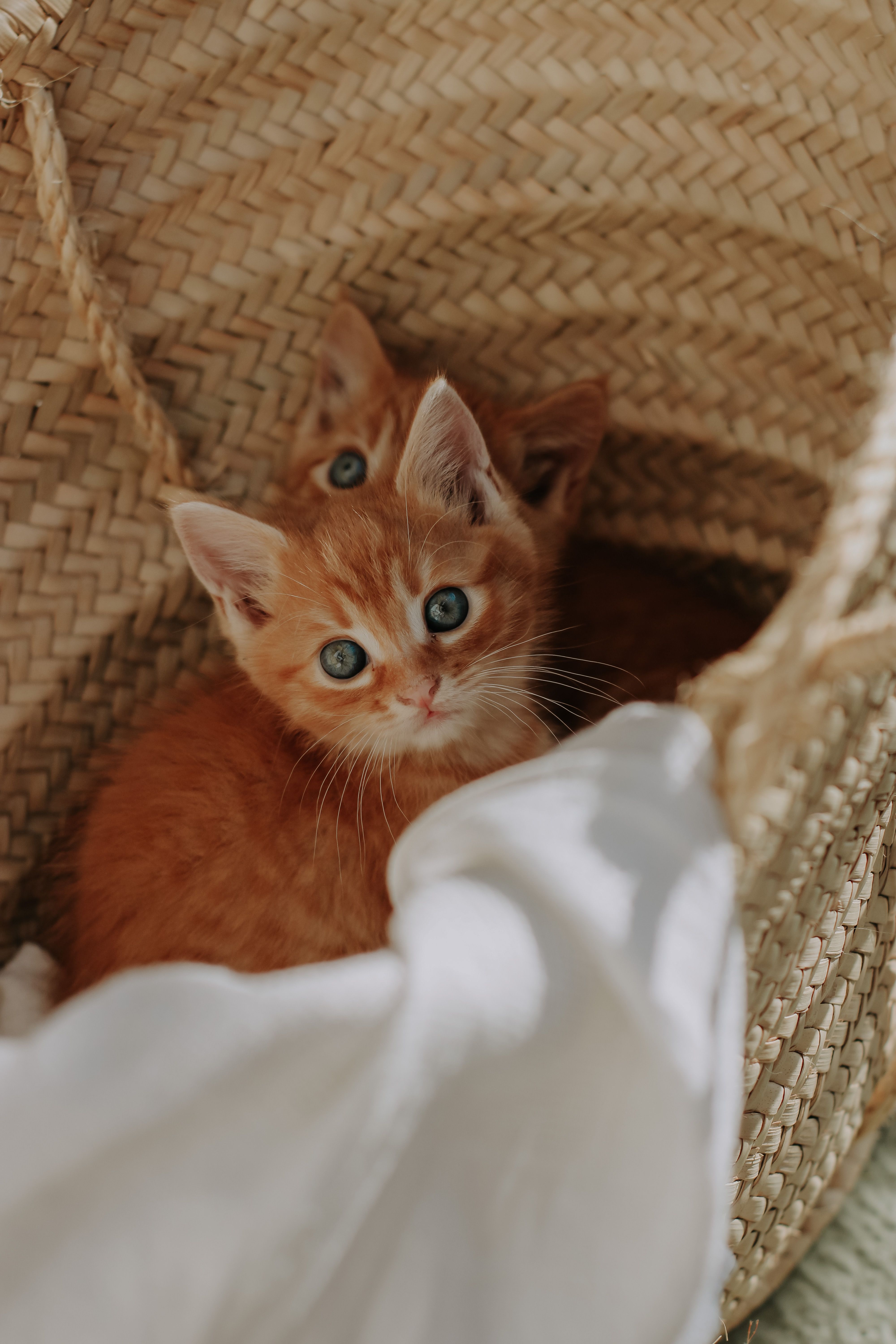Adorable Kittens Photos, Download The BEST Free Adorable Kittens Stock ...