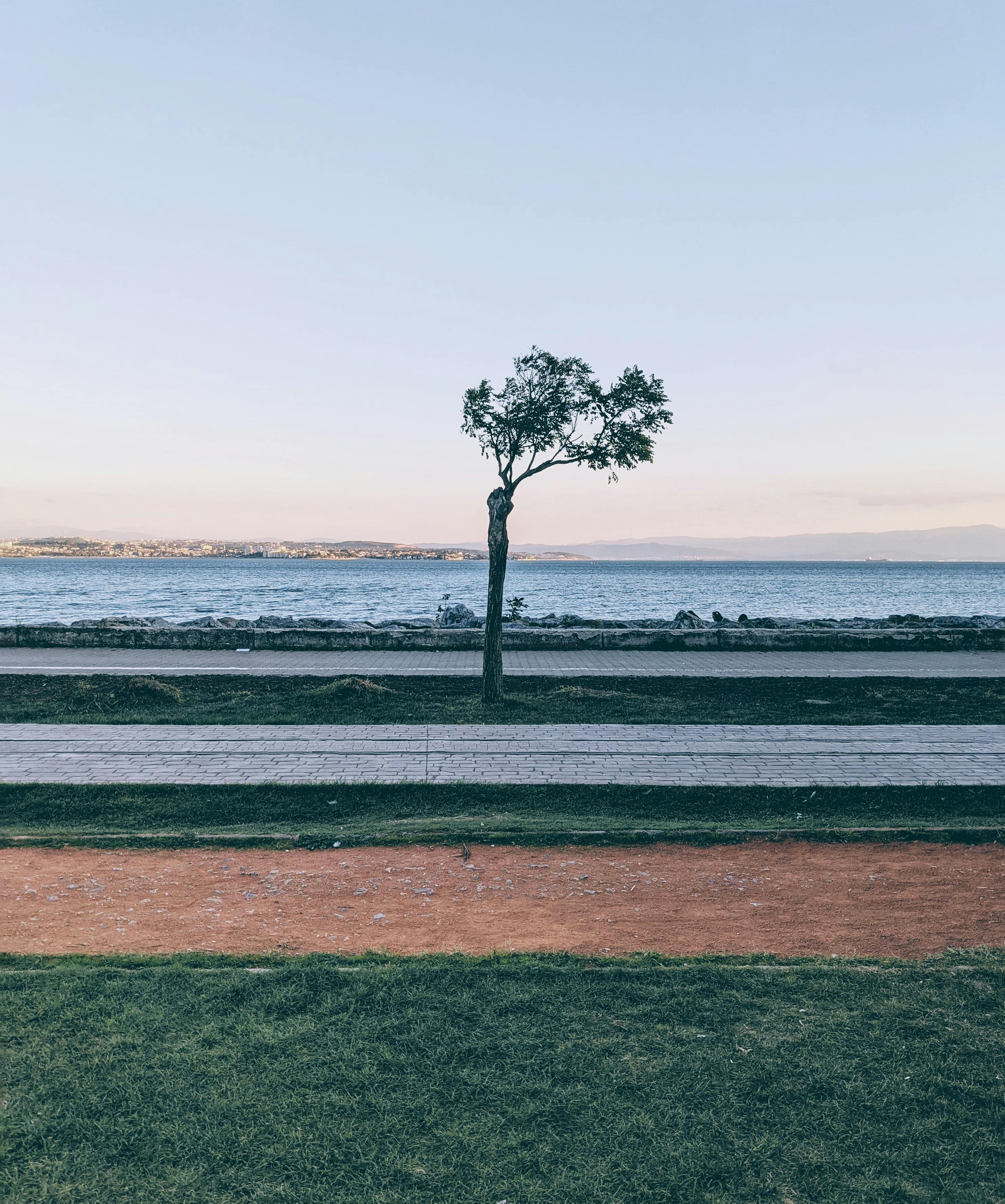 Lone Tree Photos, Download The BEST Free Lone Tree Stock Photos & HD Images