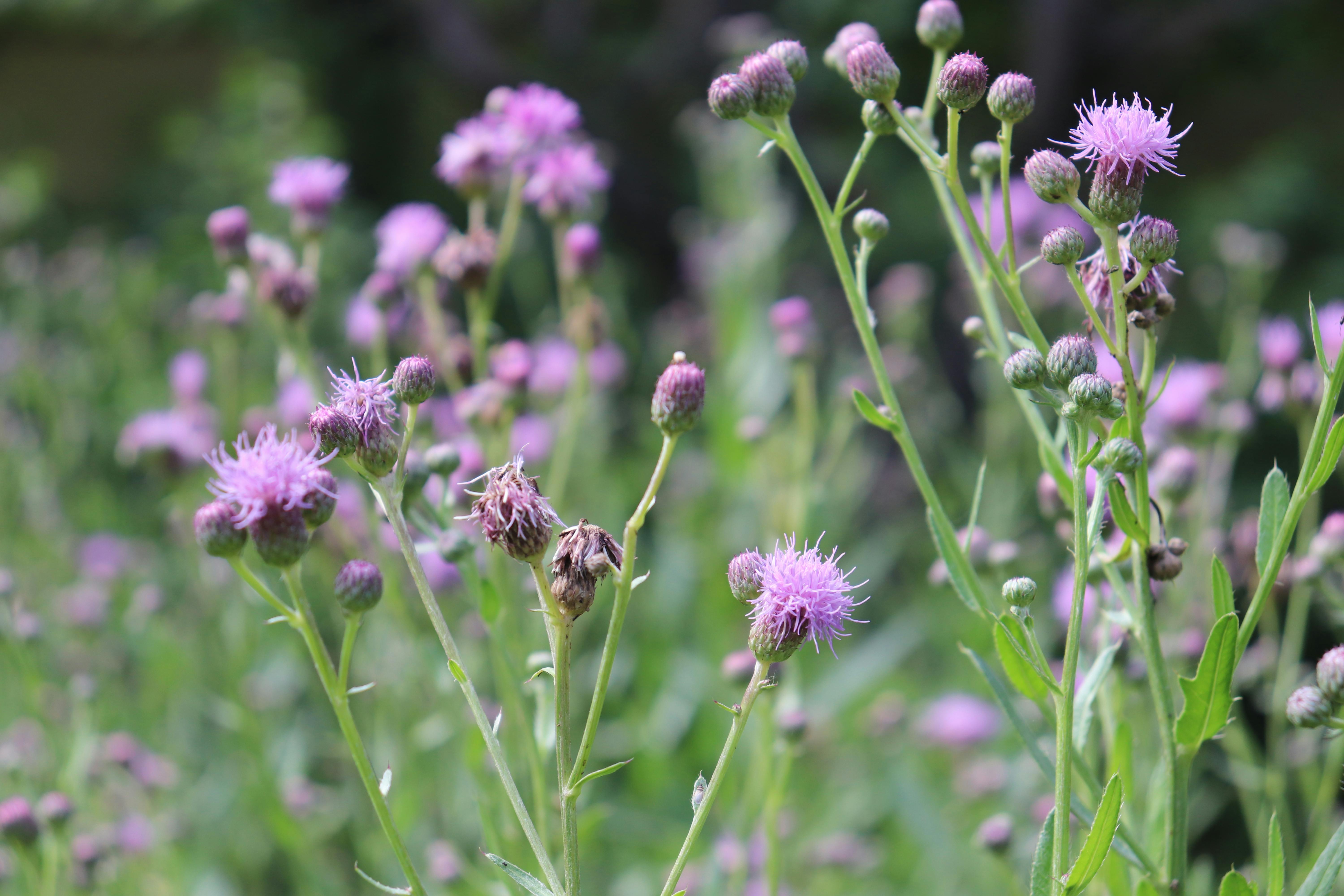 Erej Ocselo - Fotografía
