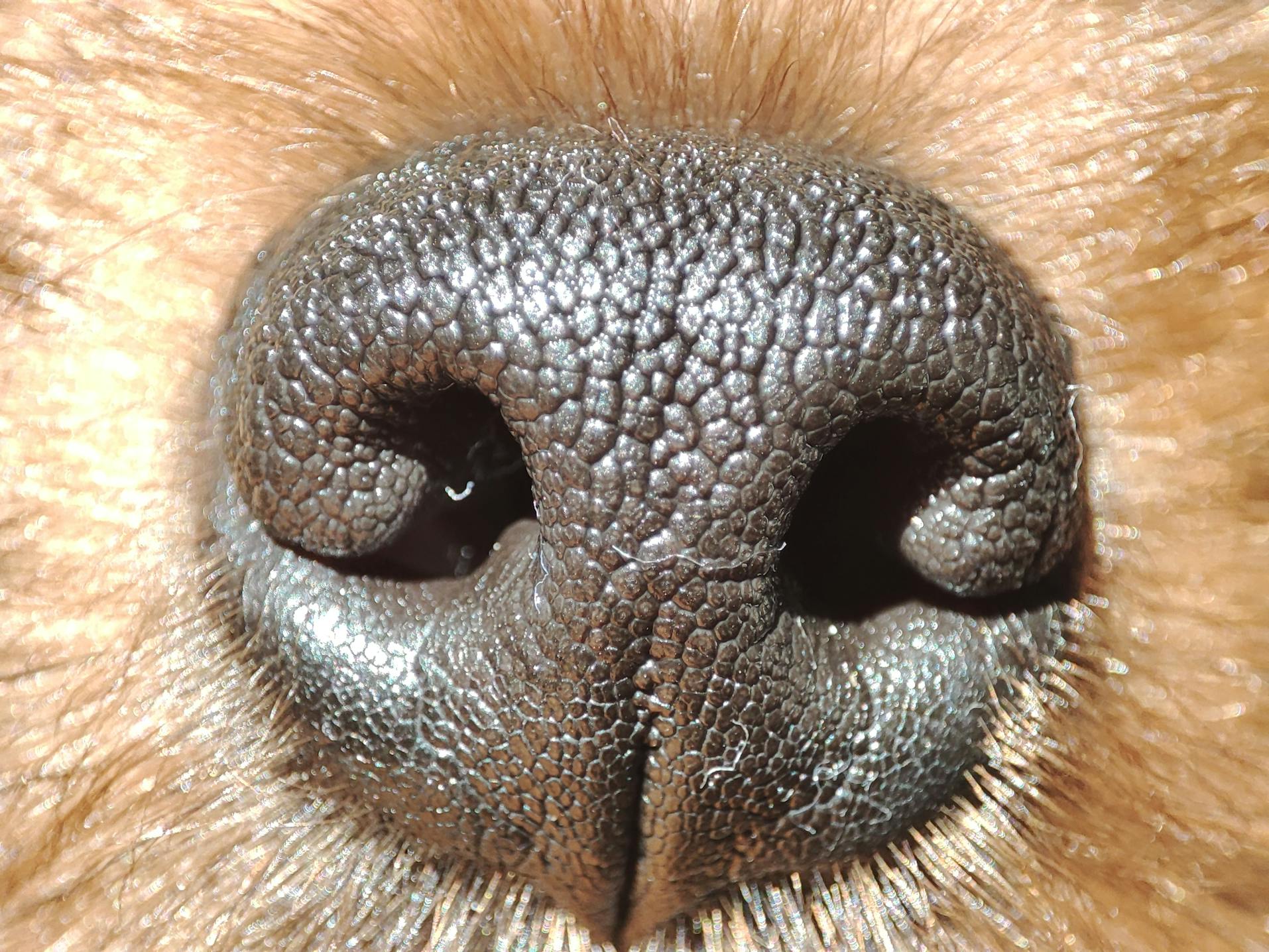 Exploring the Intricacies of Canine Neck Anatomy: A Guide