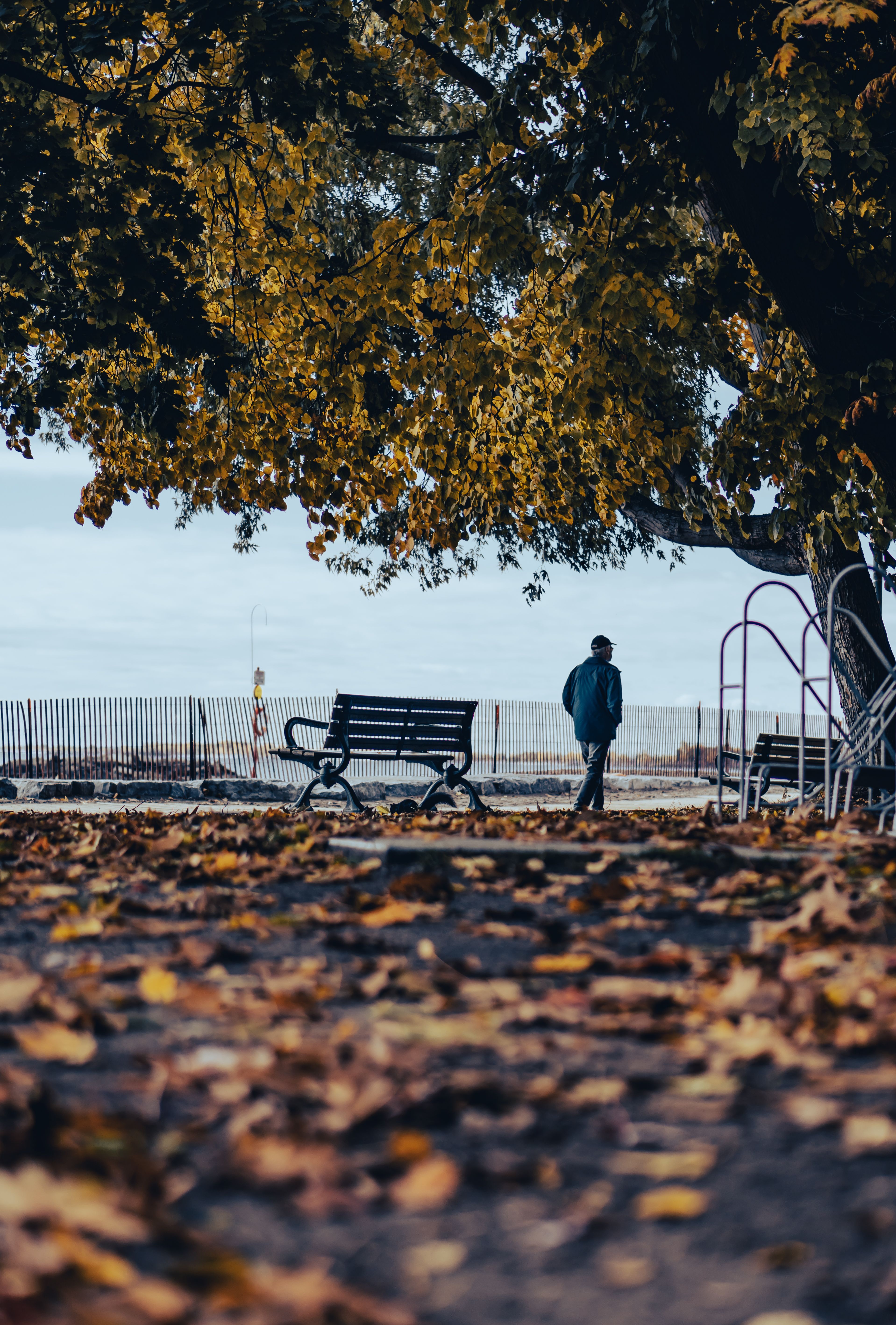 A Man in a Park · Free Stock Photo