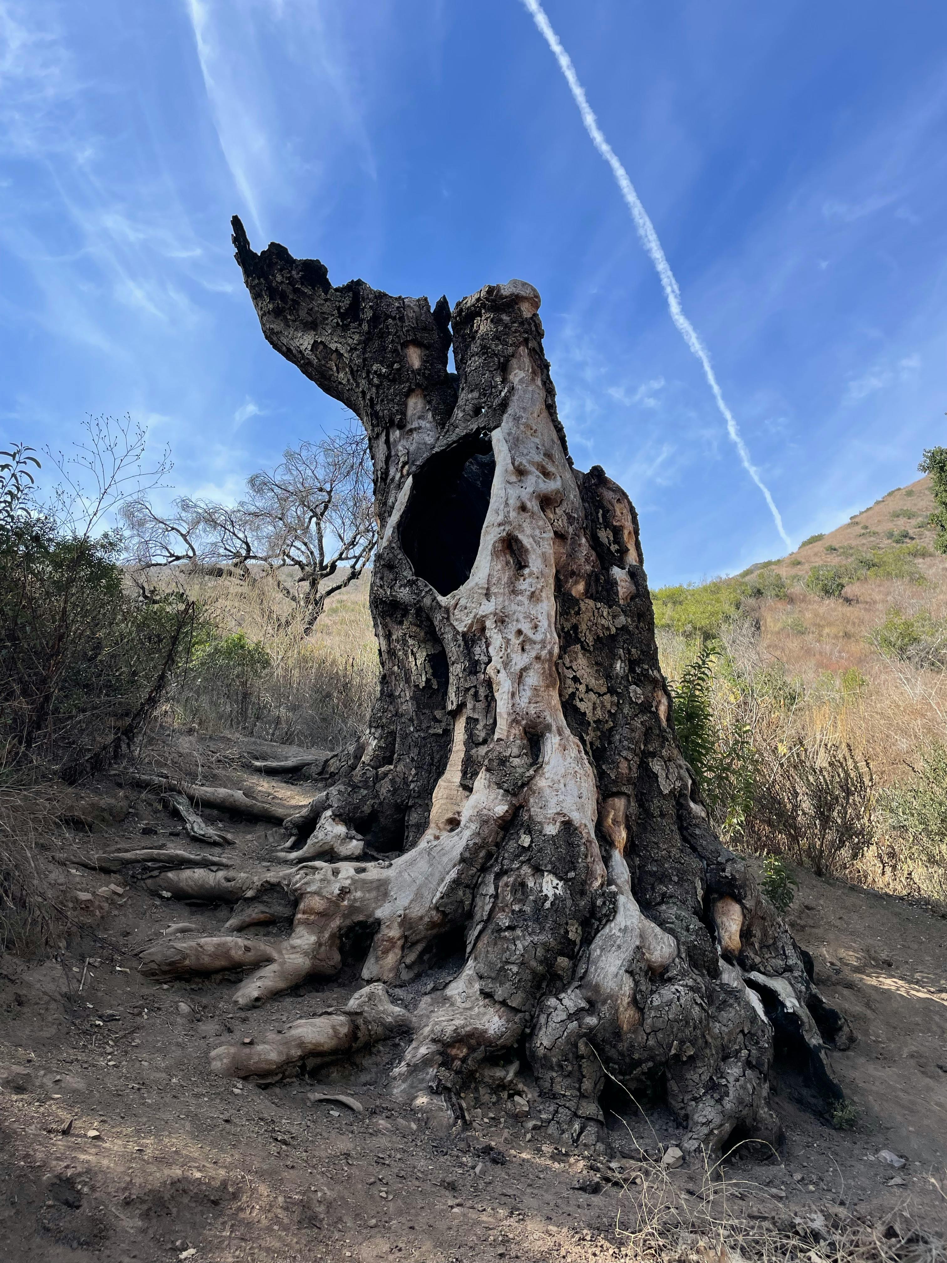 Withered Leaves on a Tree Branch · Free Stock Photo