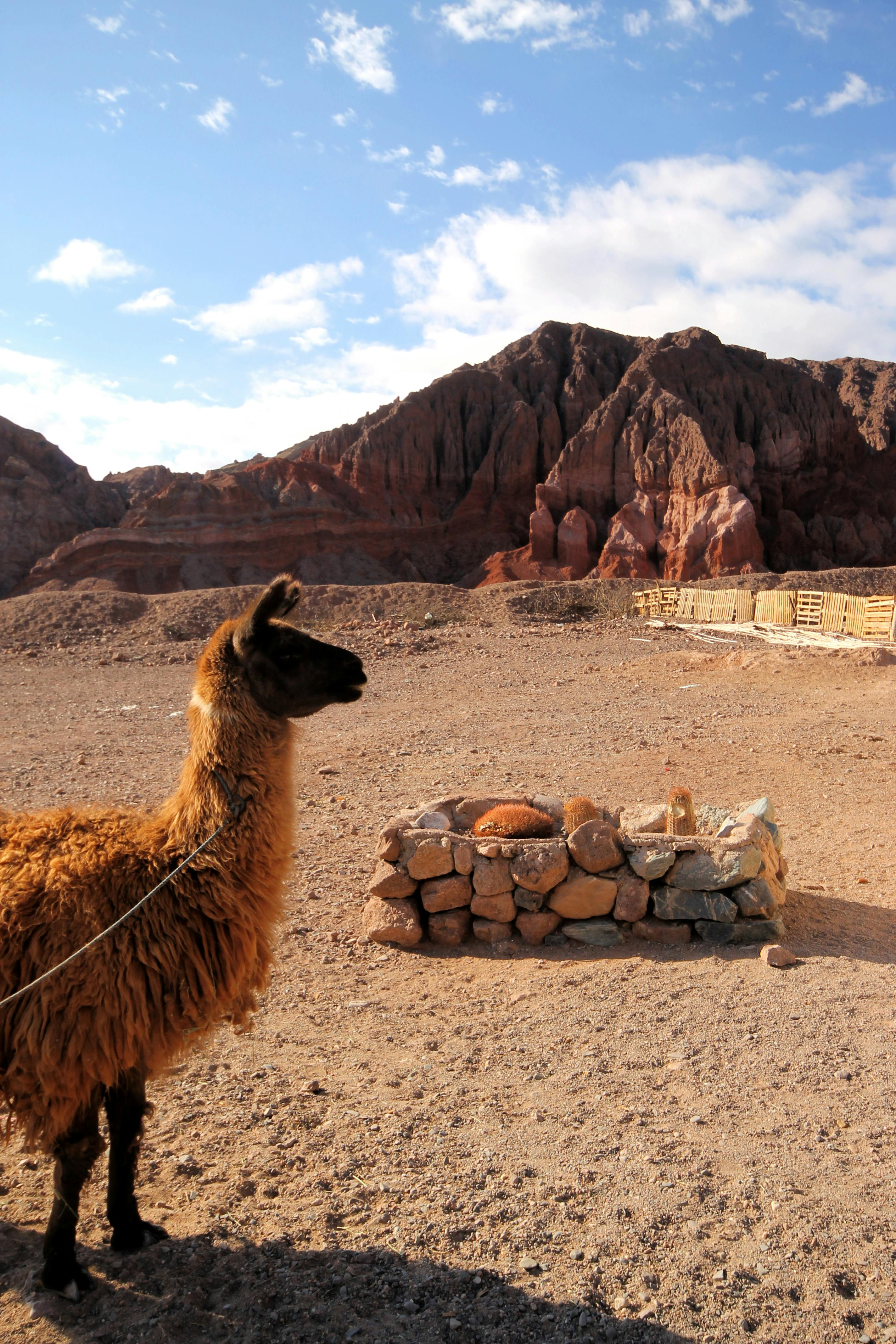 Llama in the Desert · Free Stock Photo