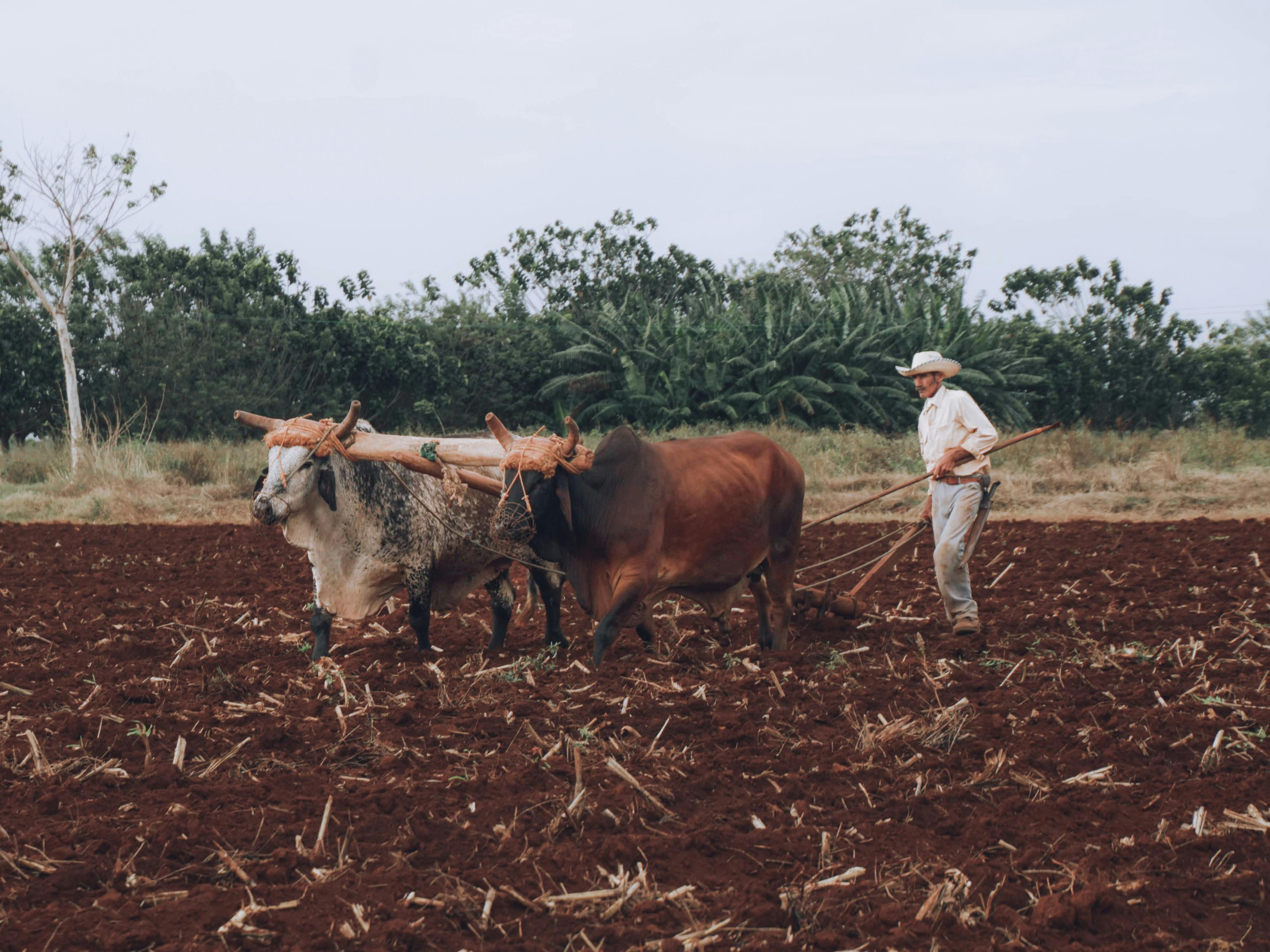 A Female Male Working on Field · Free Stock Photo