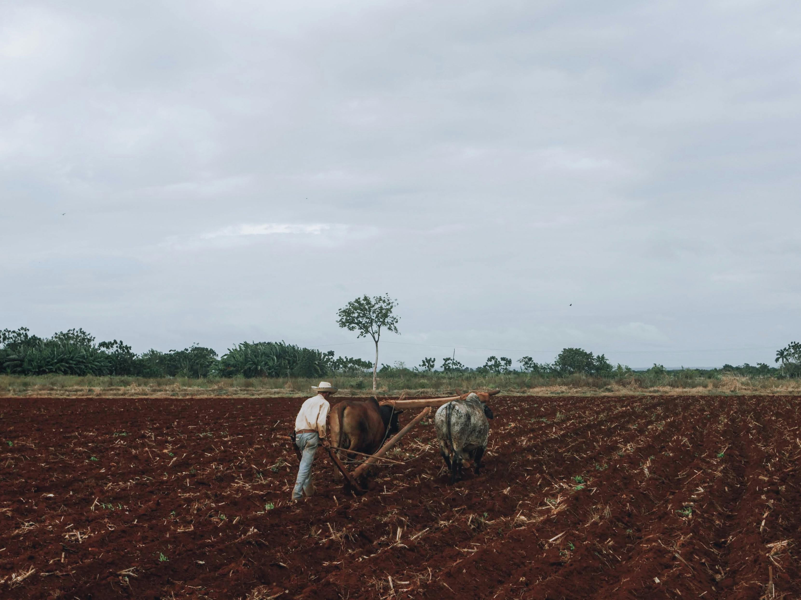 Farmer Using Cattle to Plow Field · Free Stock Photo