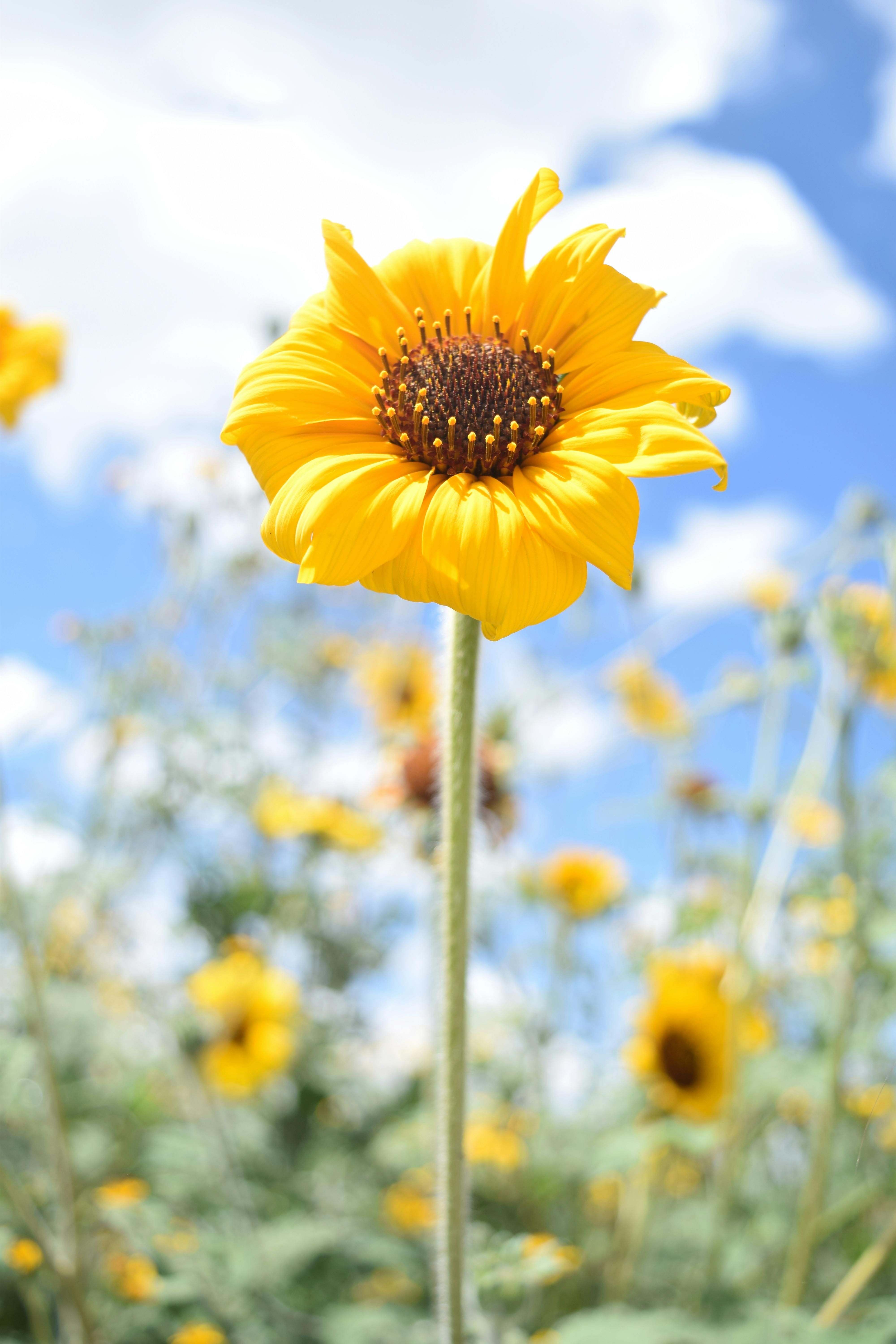 Sunflower Field Under the Clear Blue Sky · Free Stock Photo