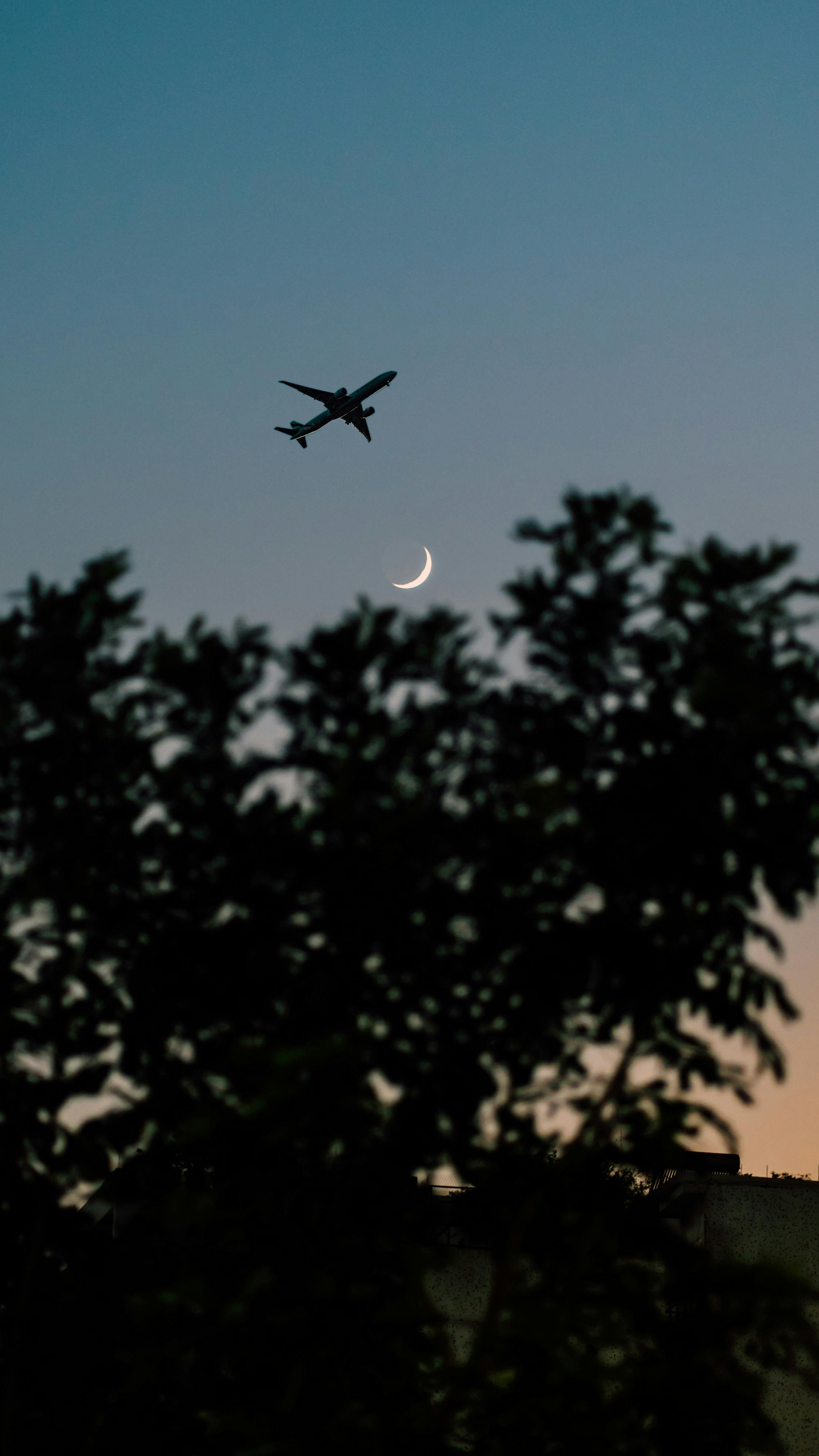 Plane Flying above Tree Line · Free Stock Photo