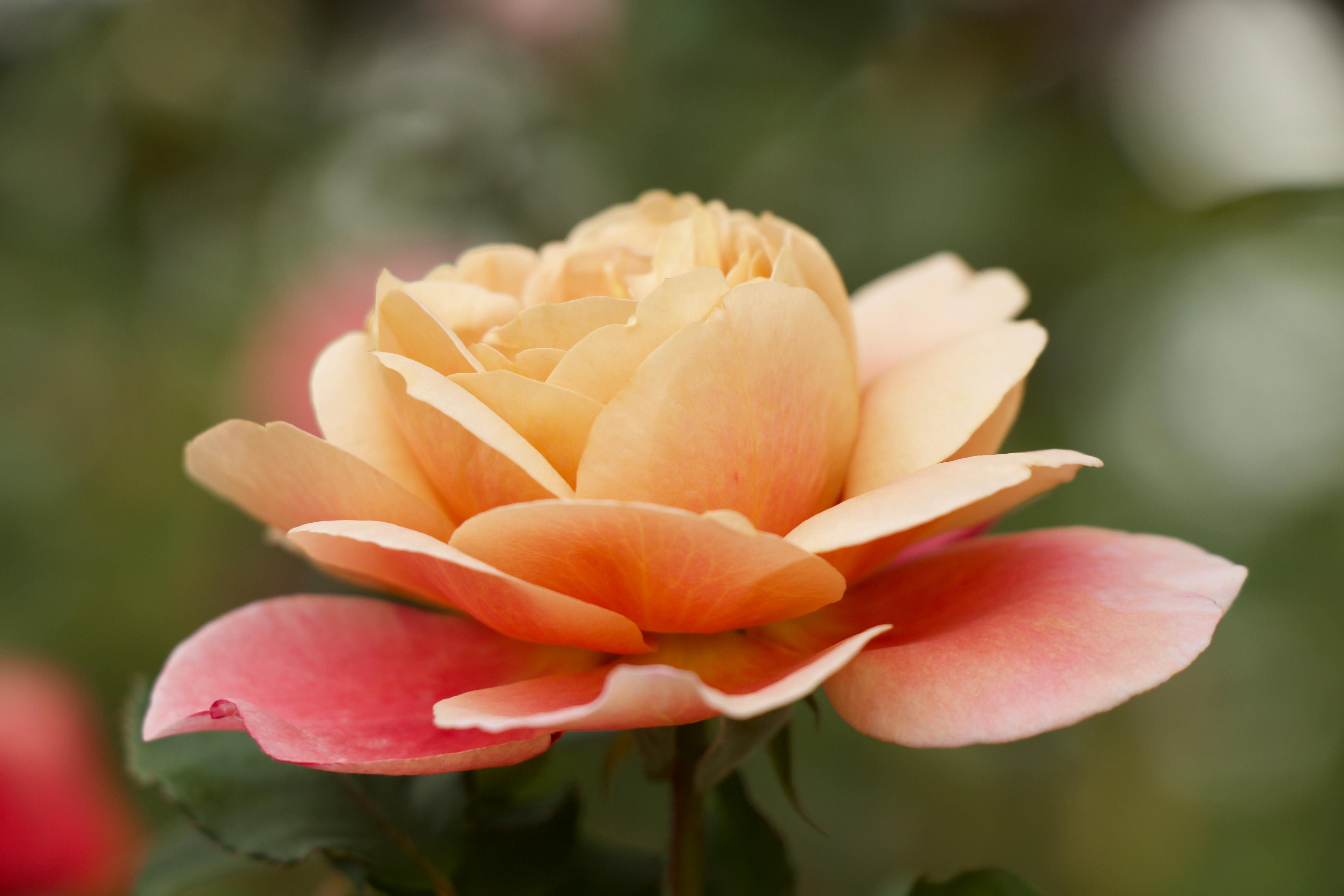 Close-Up Shot of a Blooming Garden Rose · Free Stock Photo