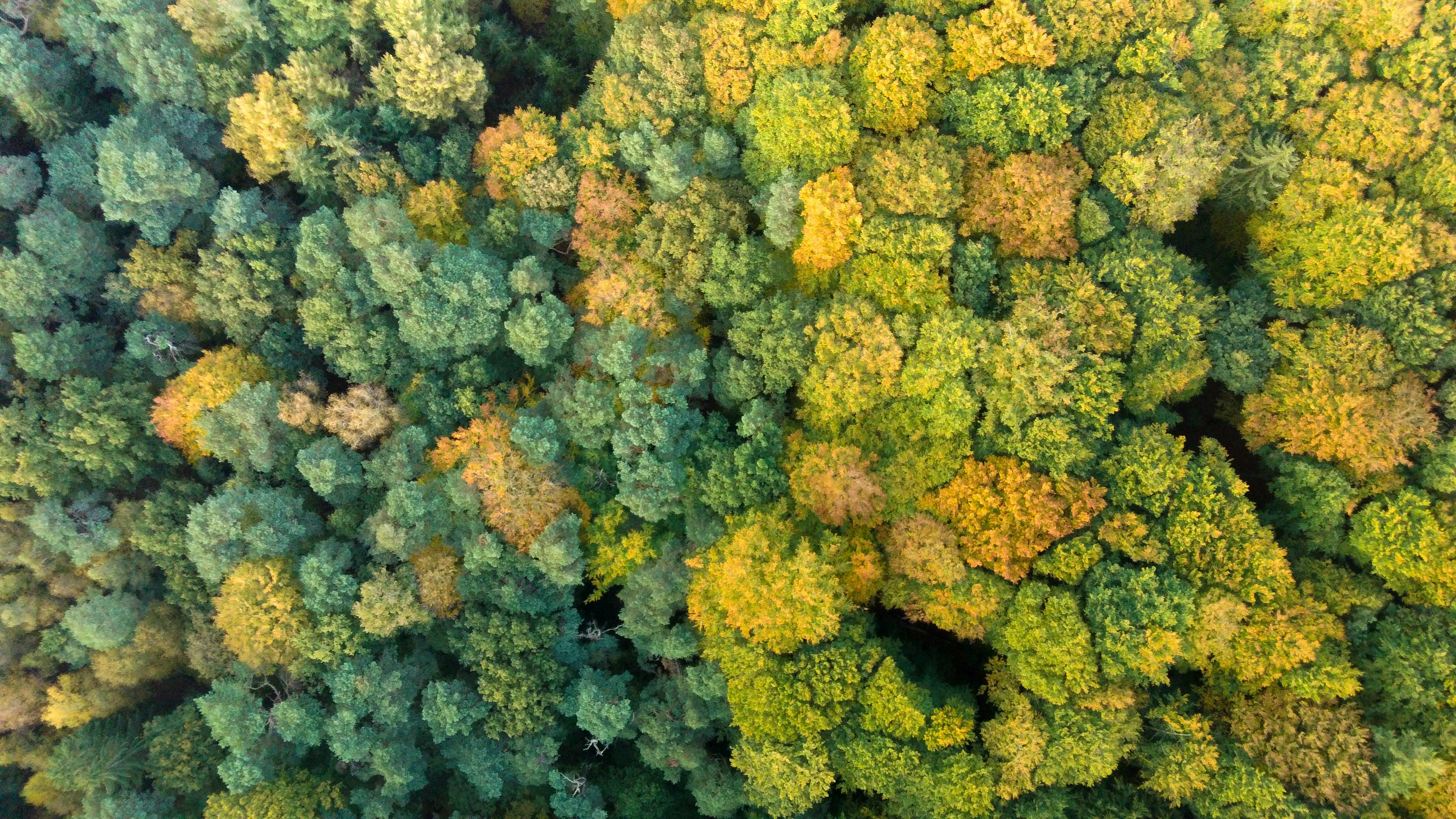 Aerial View of Trees in the Forest · Free Stock Photo