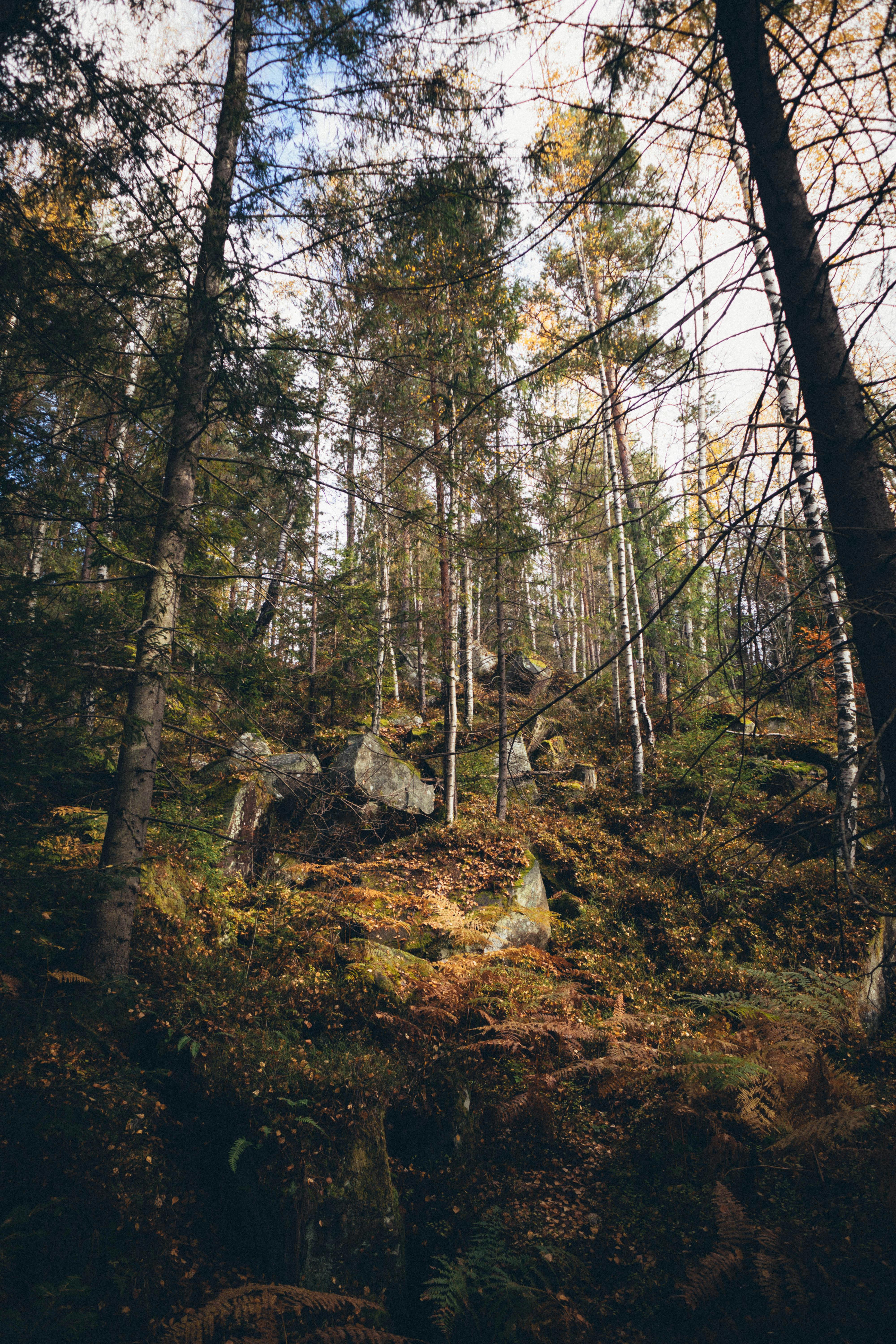 Green Trees in the Forest · Free Stock Photo