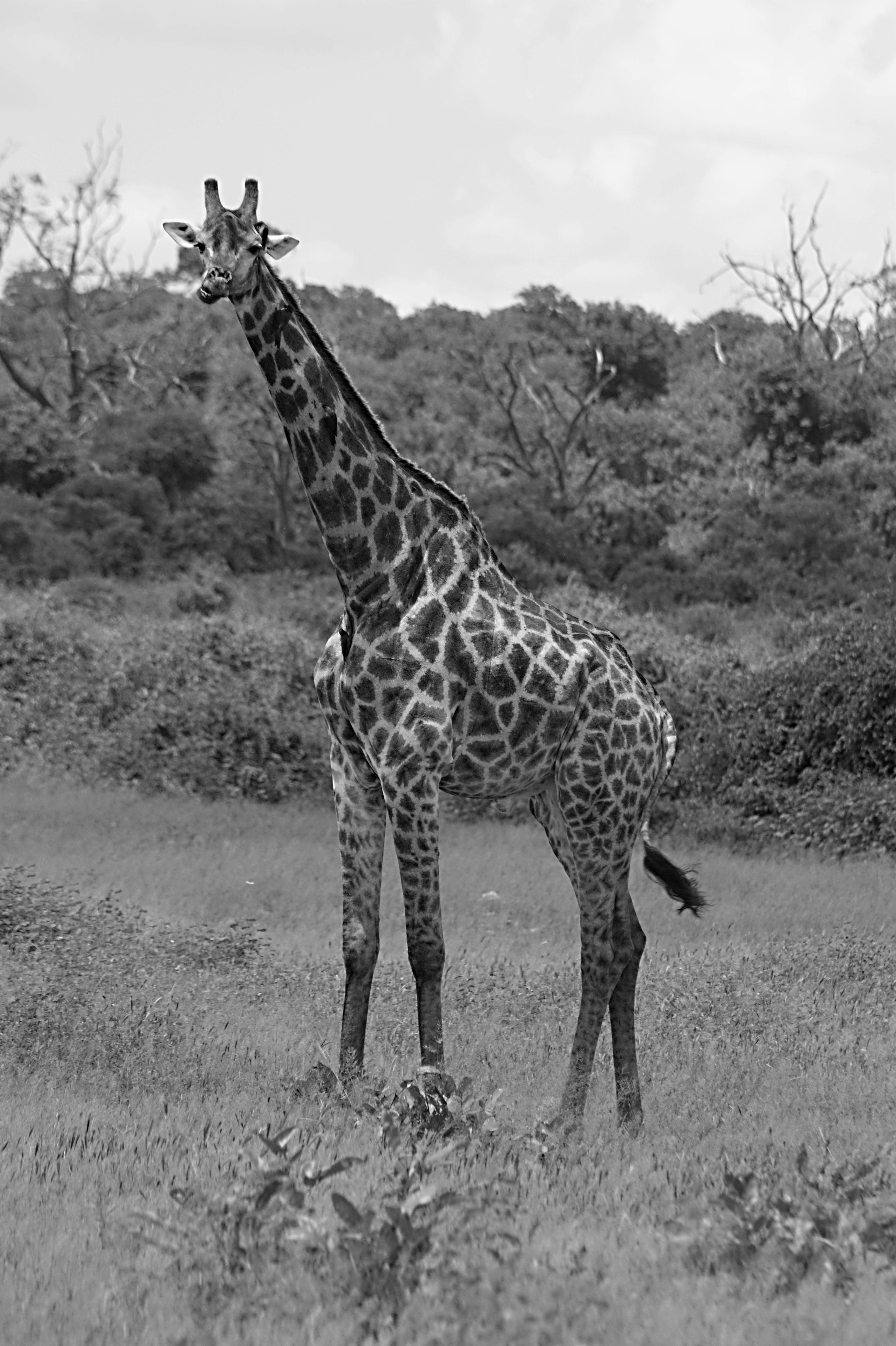 Giraffe Ranch Texas Photos, Download Free Giraffe Ranch Texas Stock ...