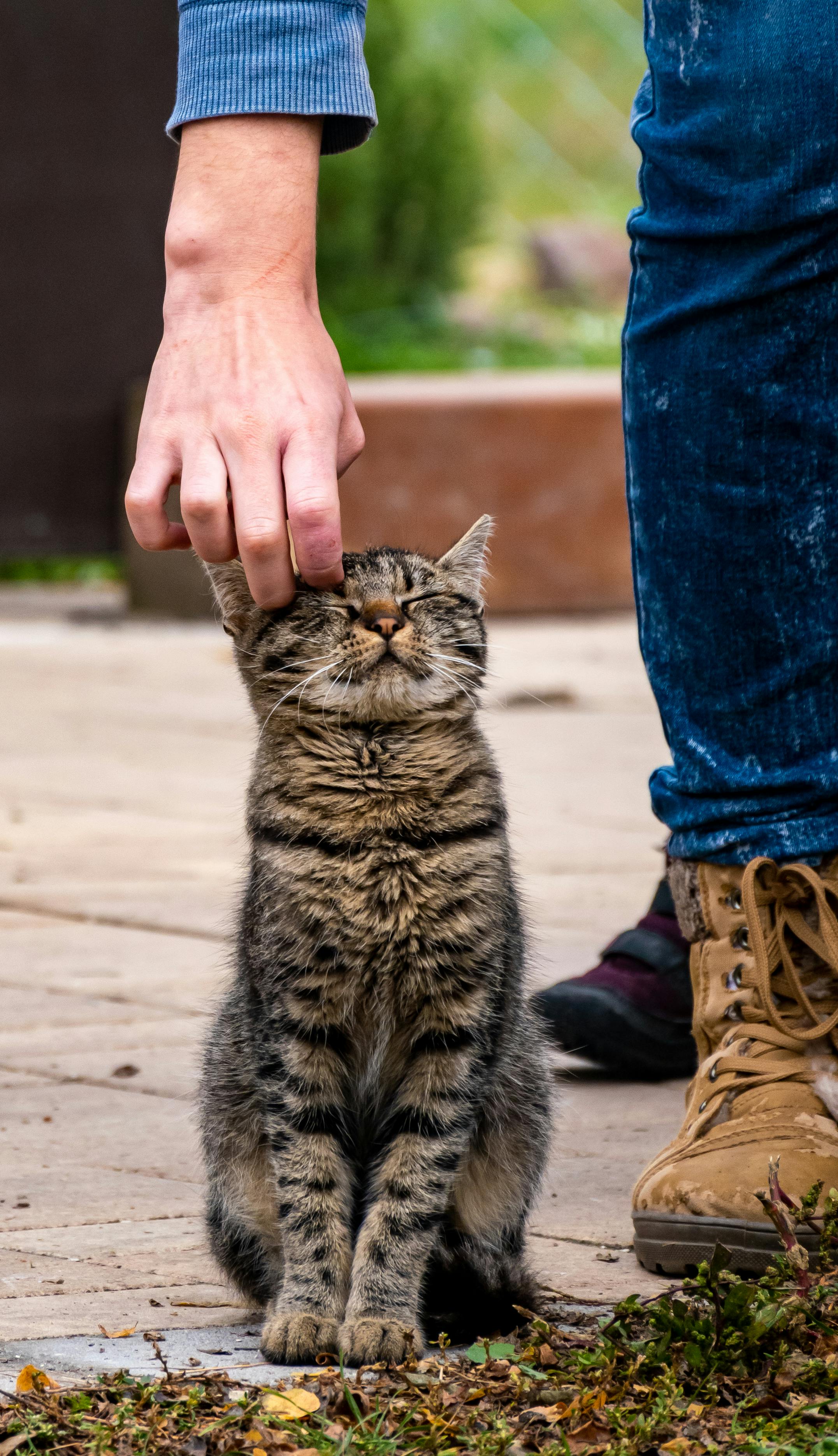 Za Cat Photos, Download Free Za Cat Stock Photos & HD Images