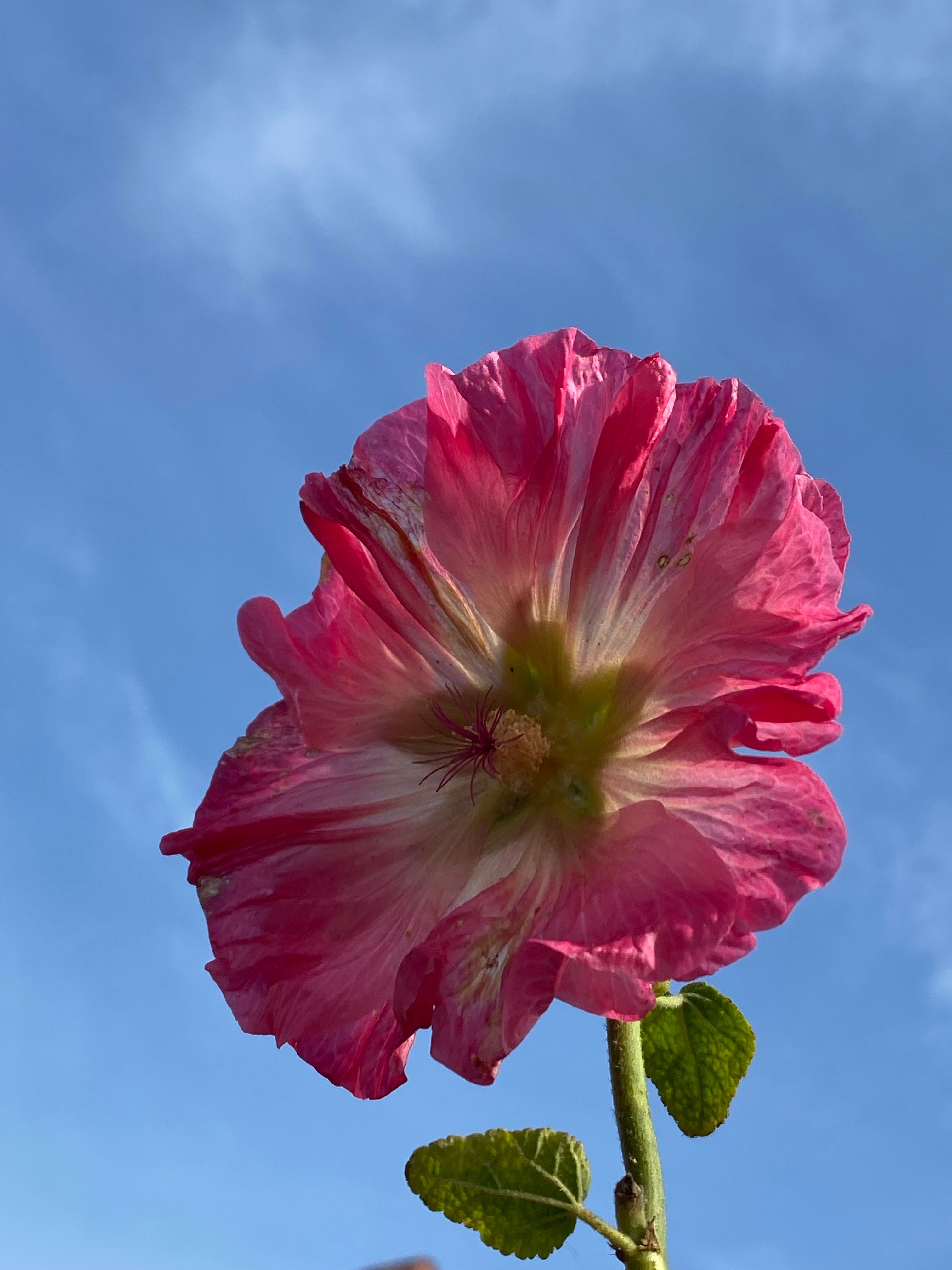 Simul Flower Photos, Download Free Simul Flower Stock Photos & HD Images
