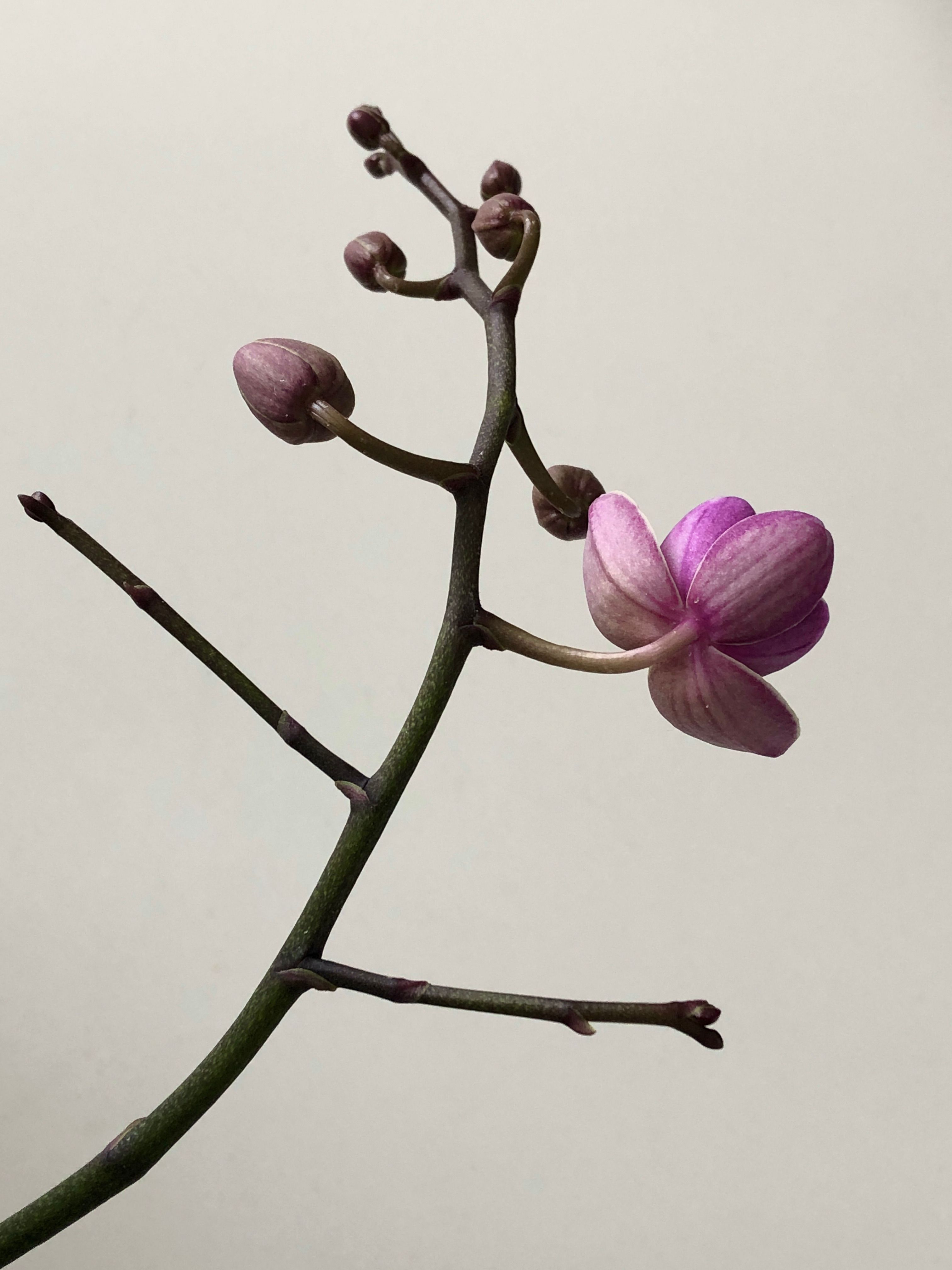 Simul Flower Photos, Download Free Simul Flower Stock Photos & HD Images