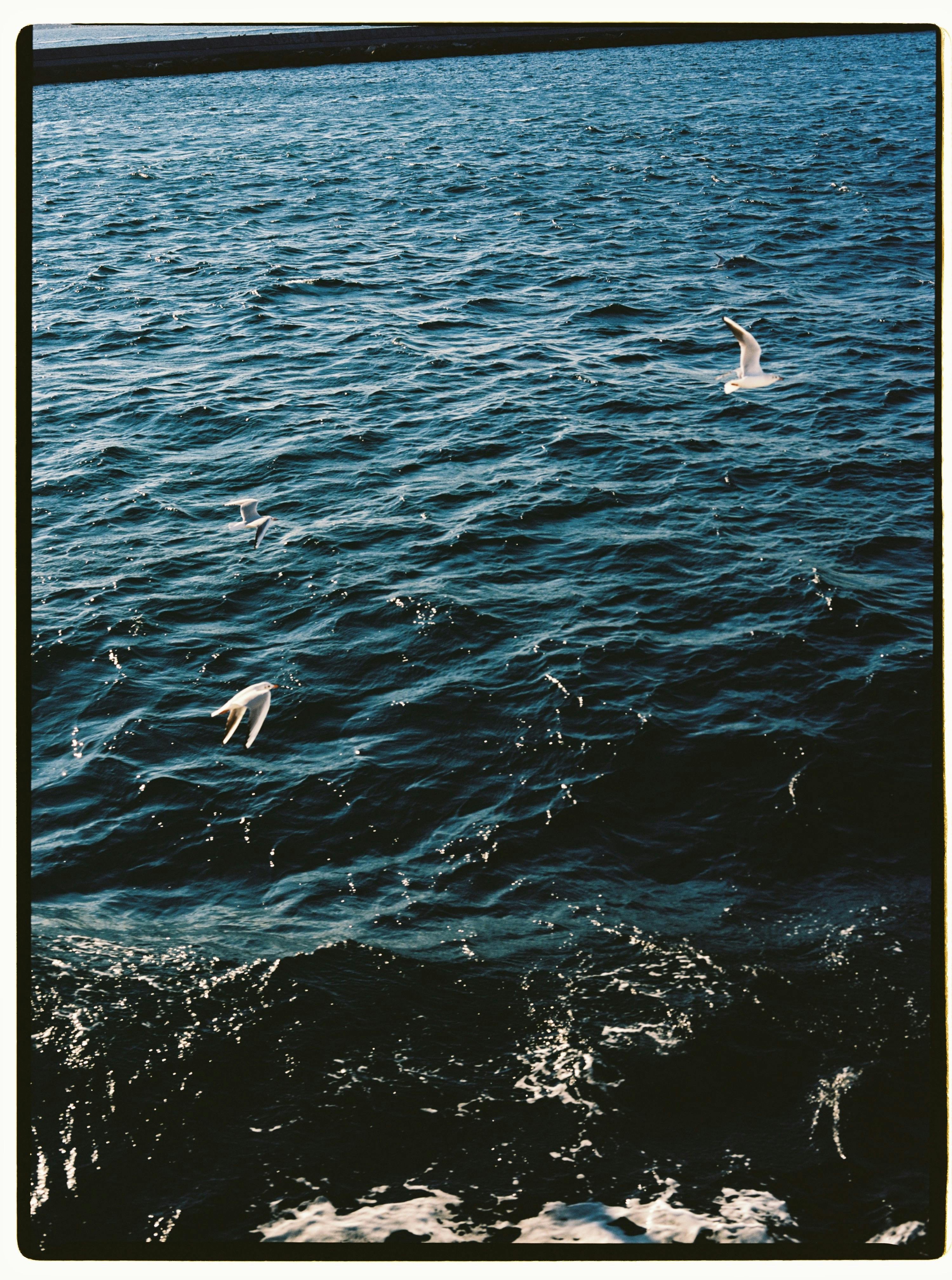 Birds Flying above Water · Free Stock Photo