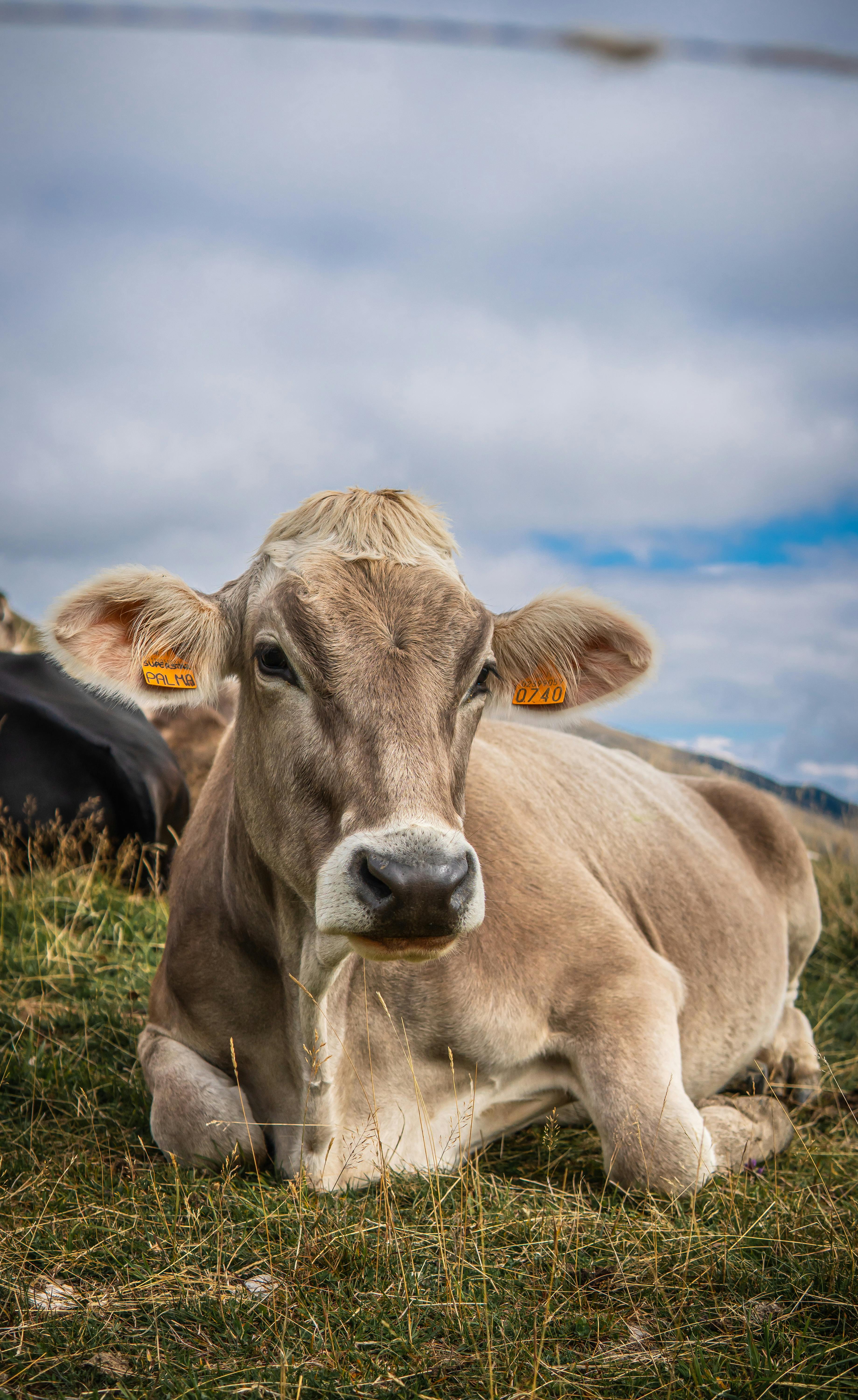 Close up of Cow Leg and Hoof · Free Stock Photo