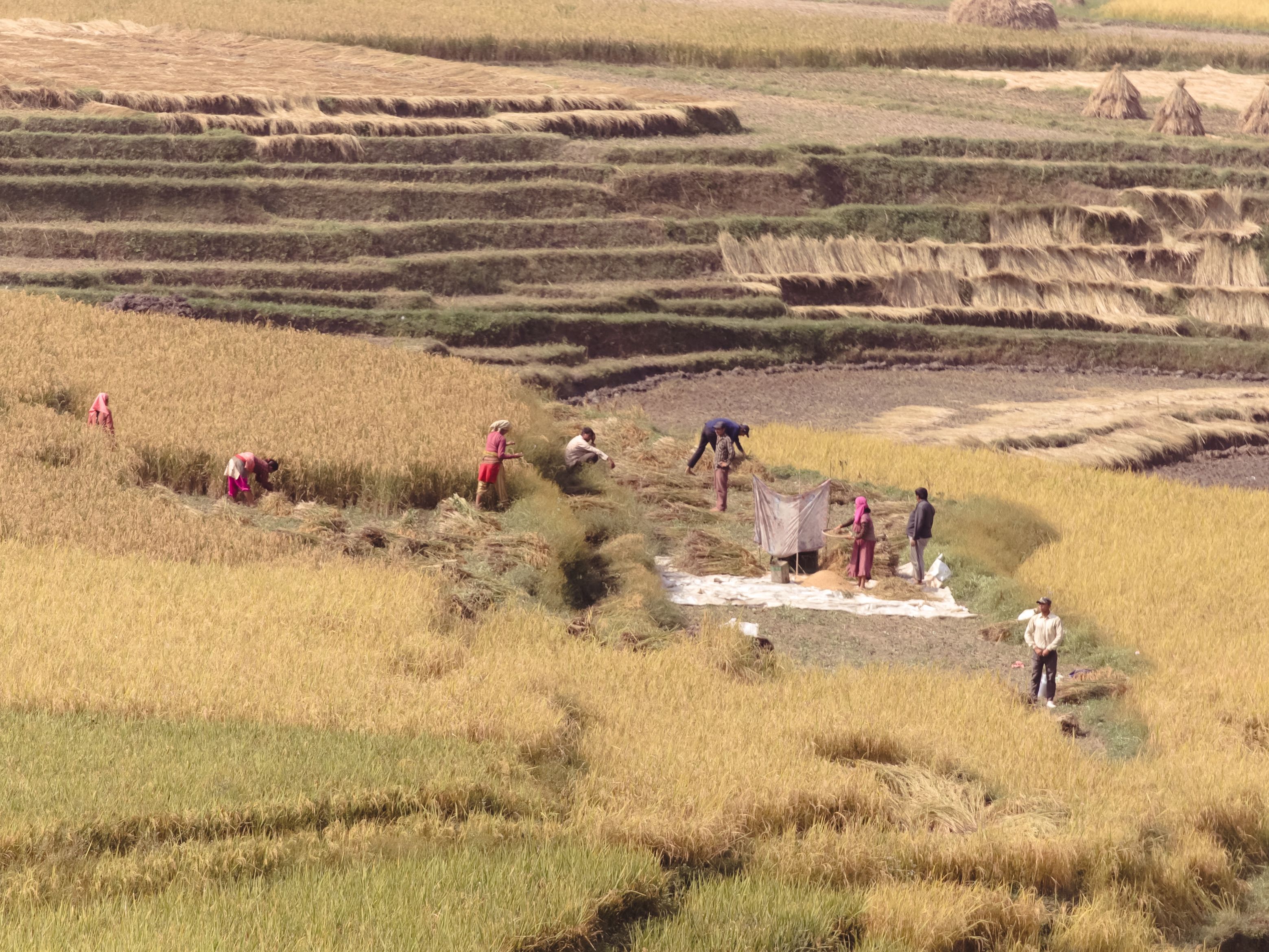 People Working with Hay in Field · Free Stock Photo