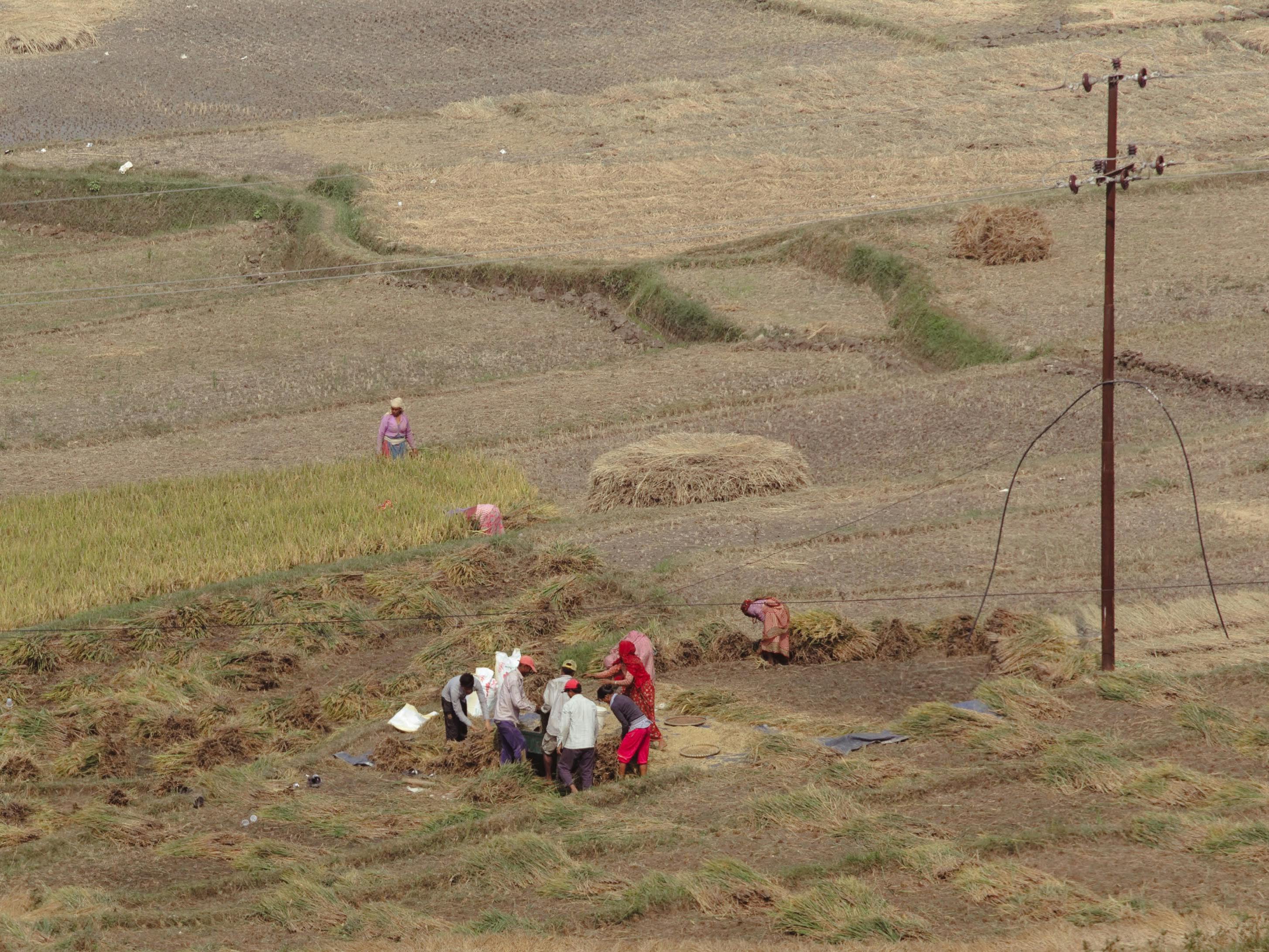 Aerial View on People Working on Field · Free Stock Photo