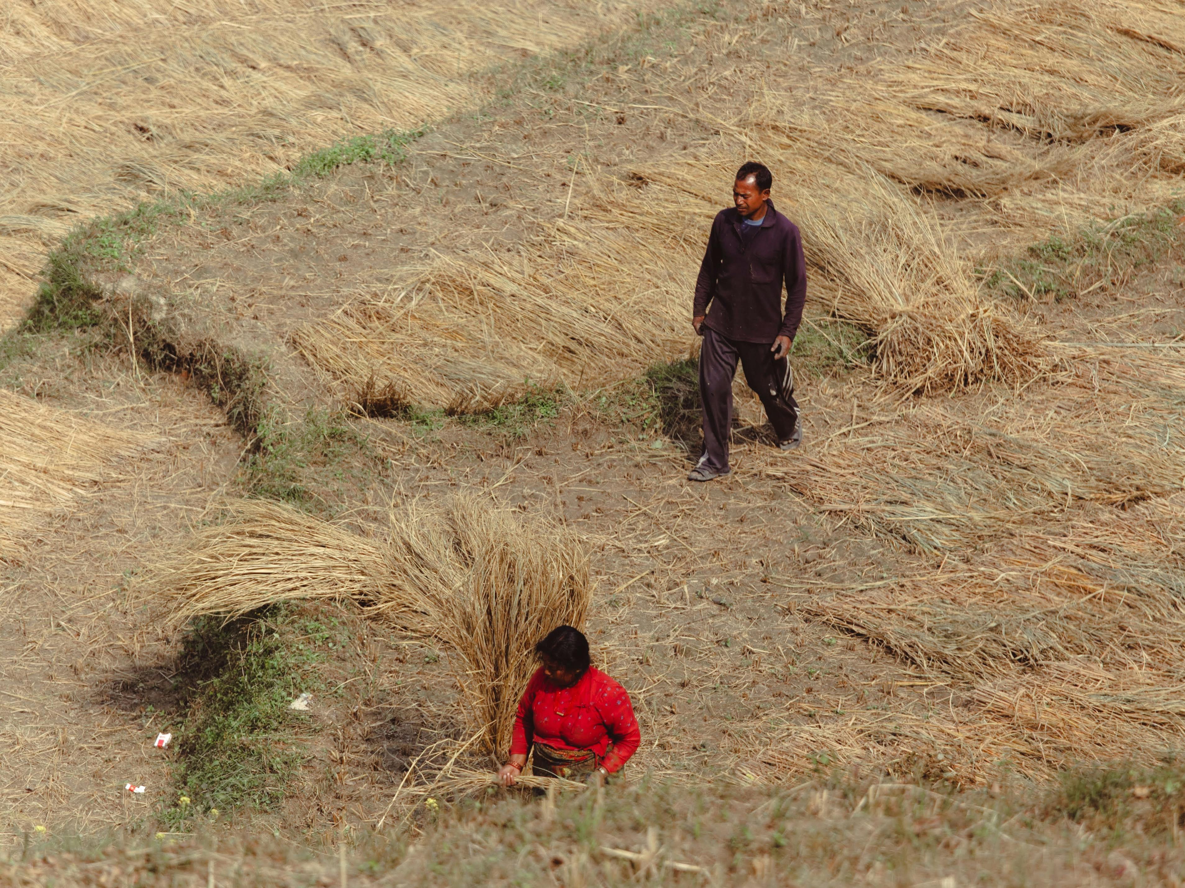 Photograph of People Harvesting in a Farm · Free Stock Photo