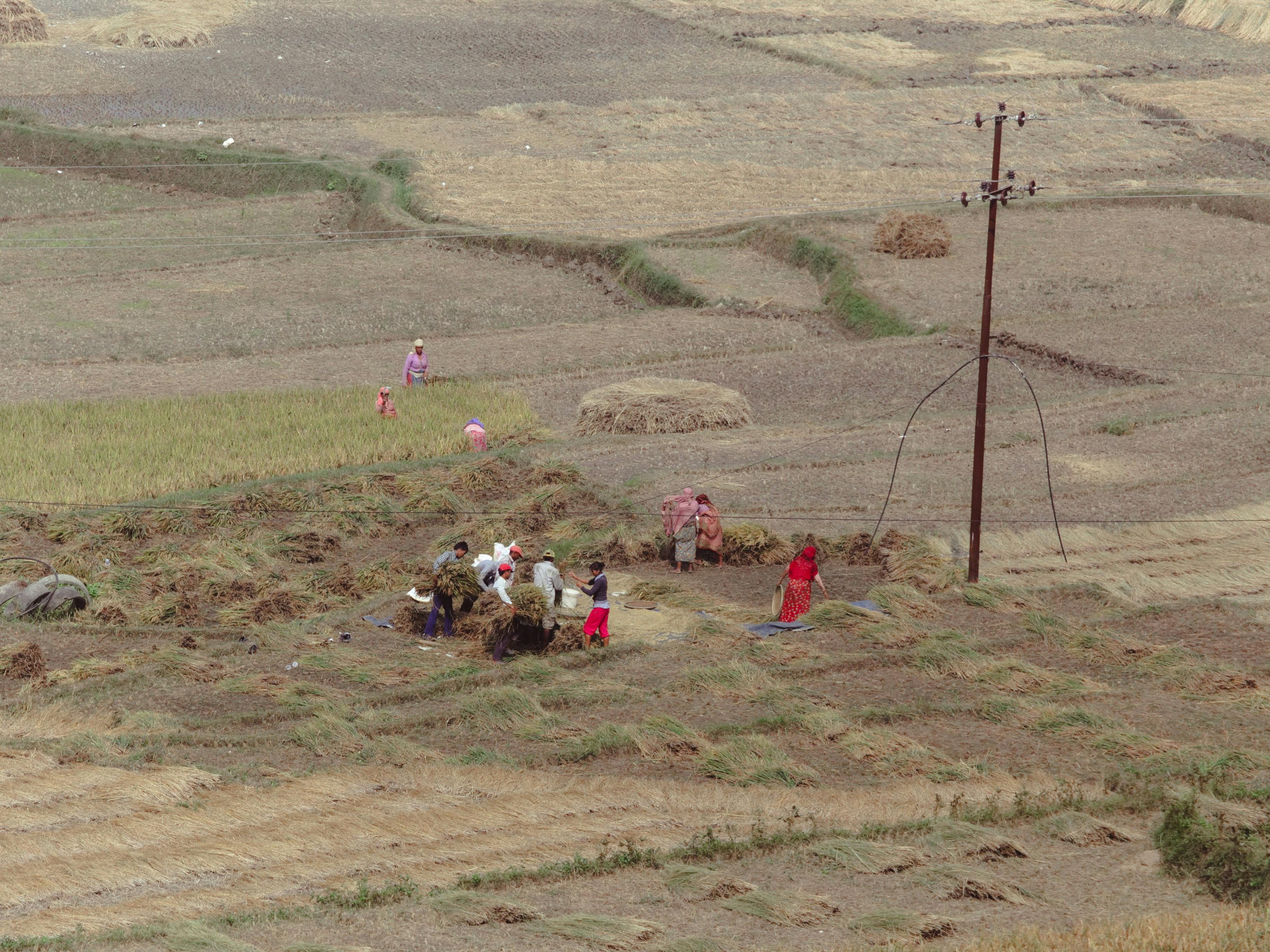 Birds Eye View of Apple Orchard · Free Stock Photo
