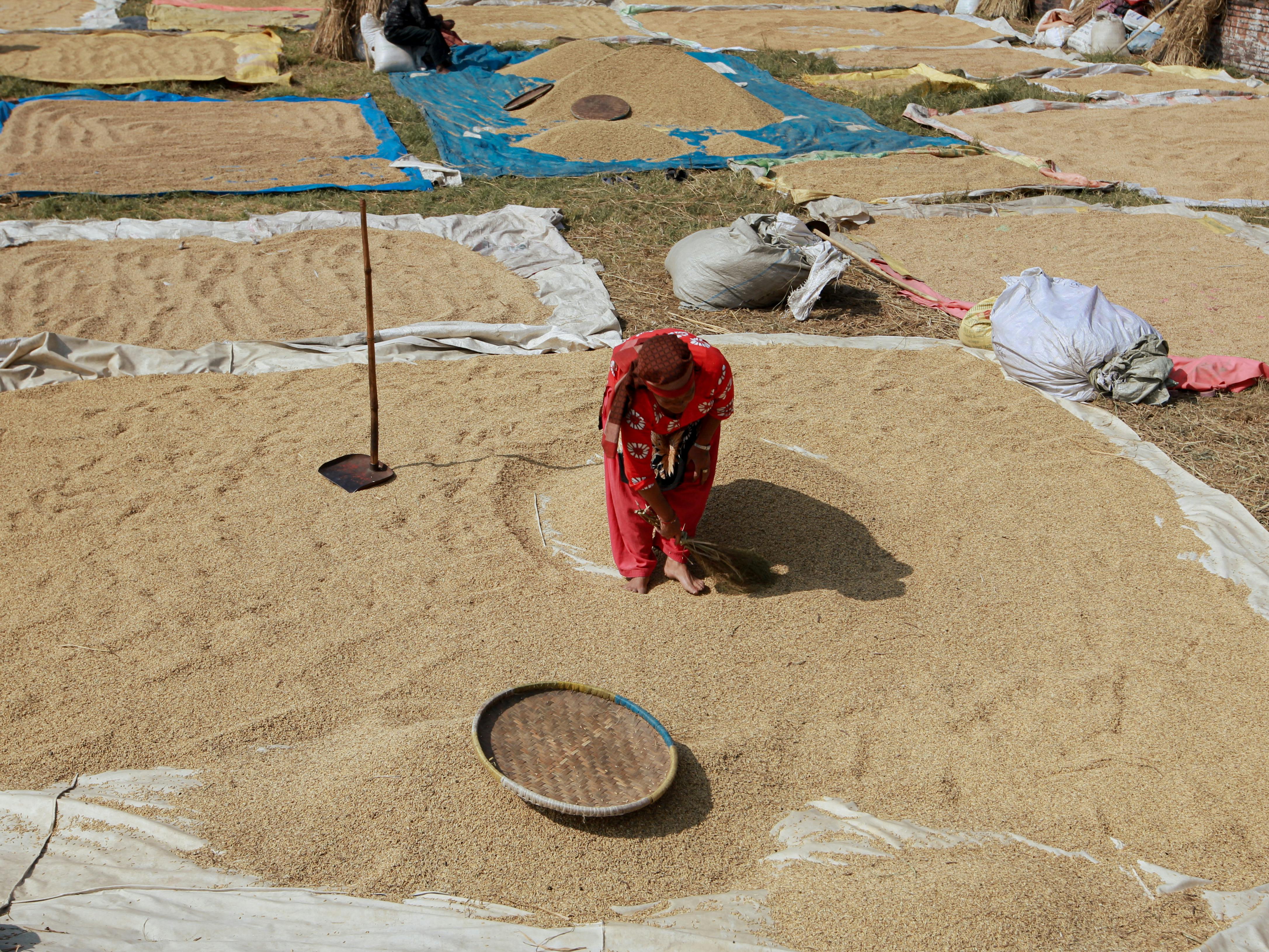 Woman Working on Drying Rice Grains · Free Stock Photo