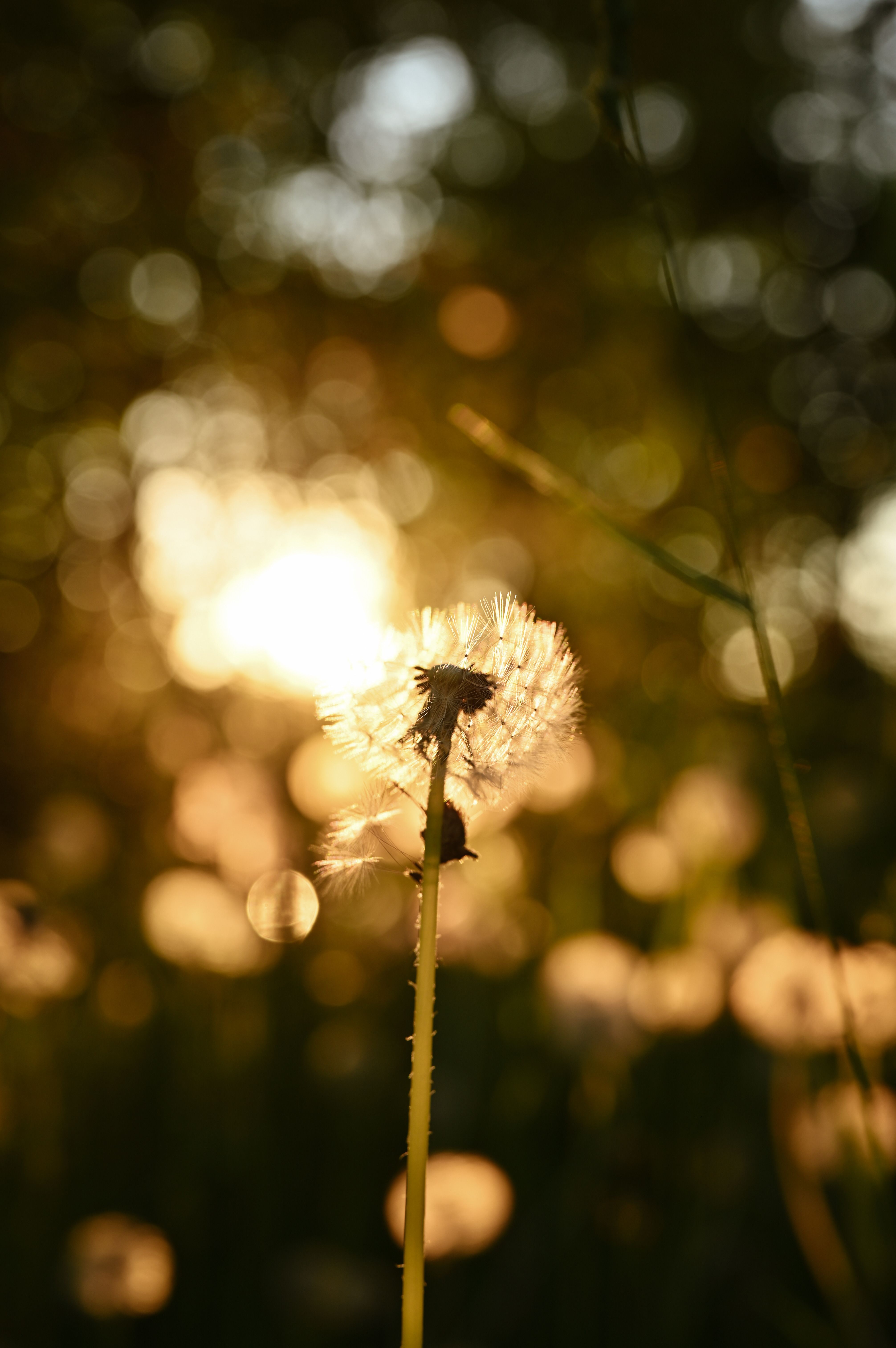 Cempasuchil Flower Photos, Download Free Cempasuchil Flower Stock ...