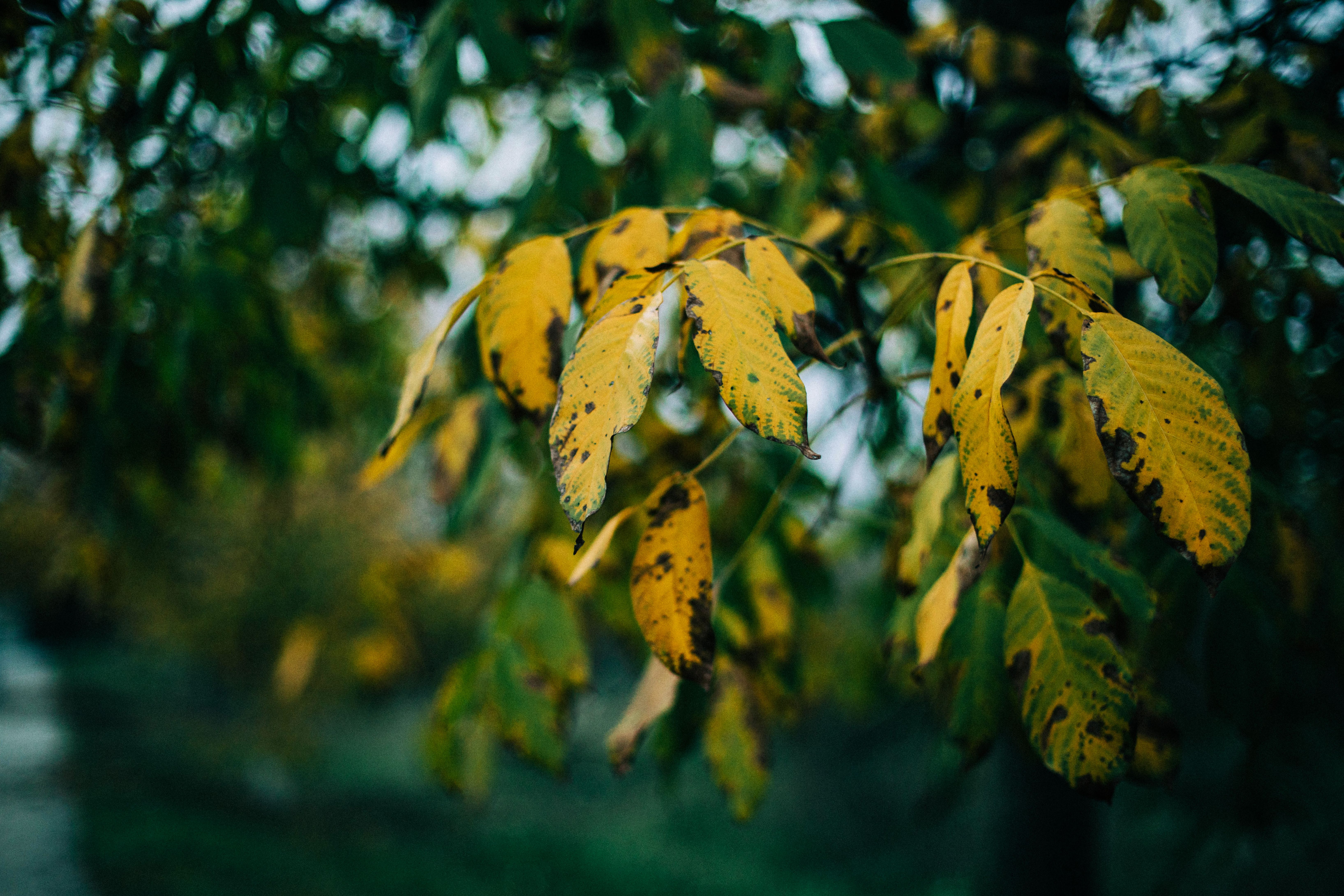 Tree with Yellow Leaves · Free Stock Photo