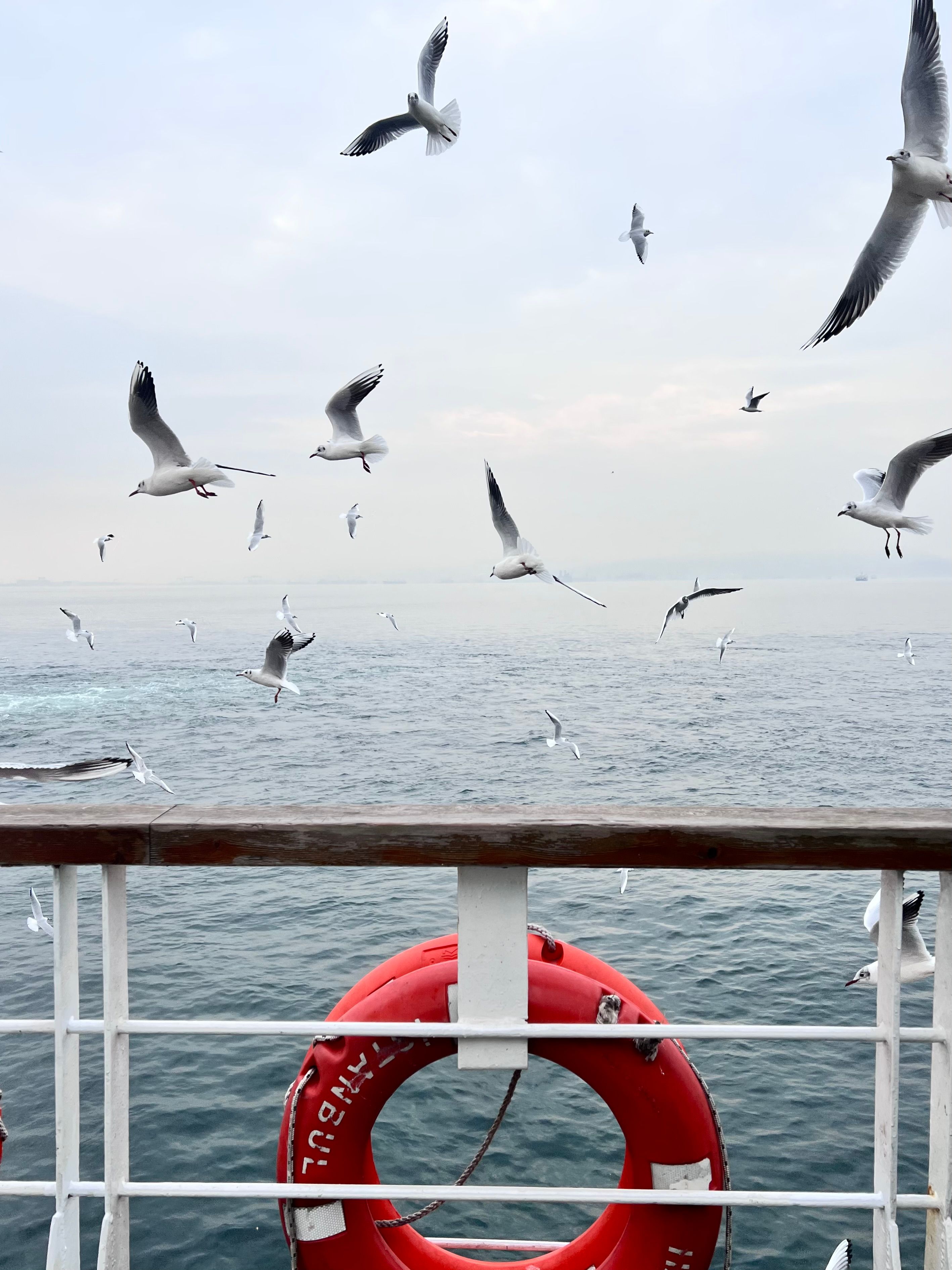 Flock of Birds Flying over the Sea · Free Stock Photo