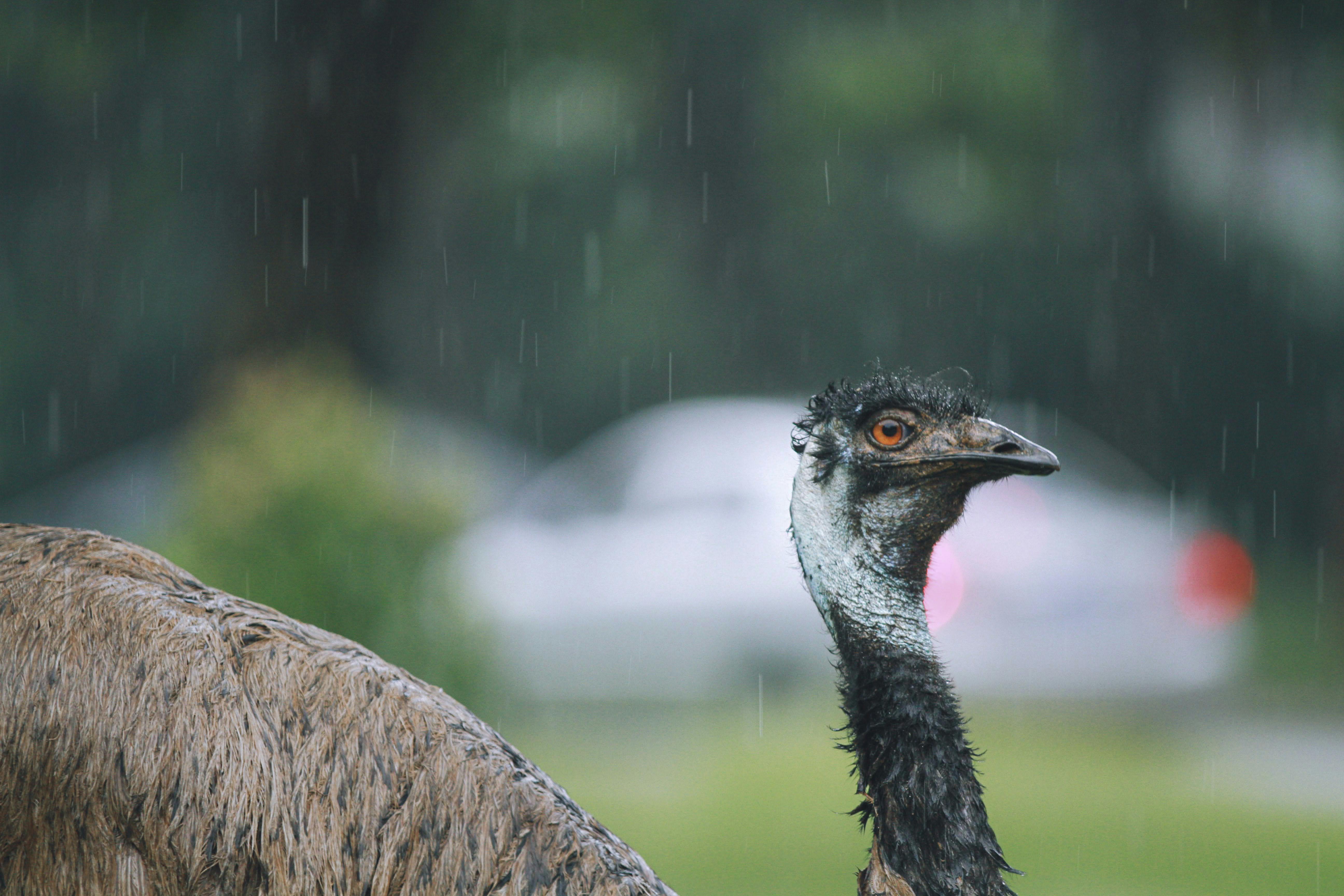 Ostrich Standing on Green Grass · Free Stock Photo