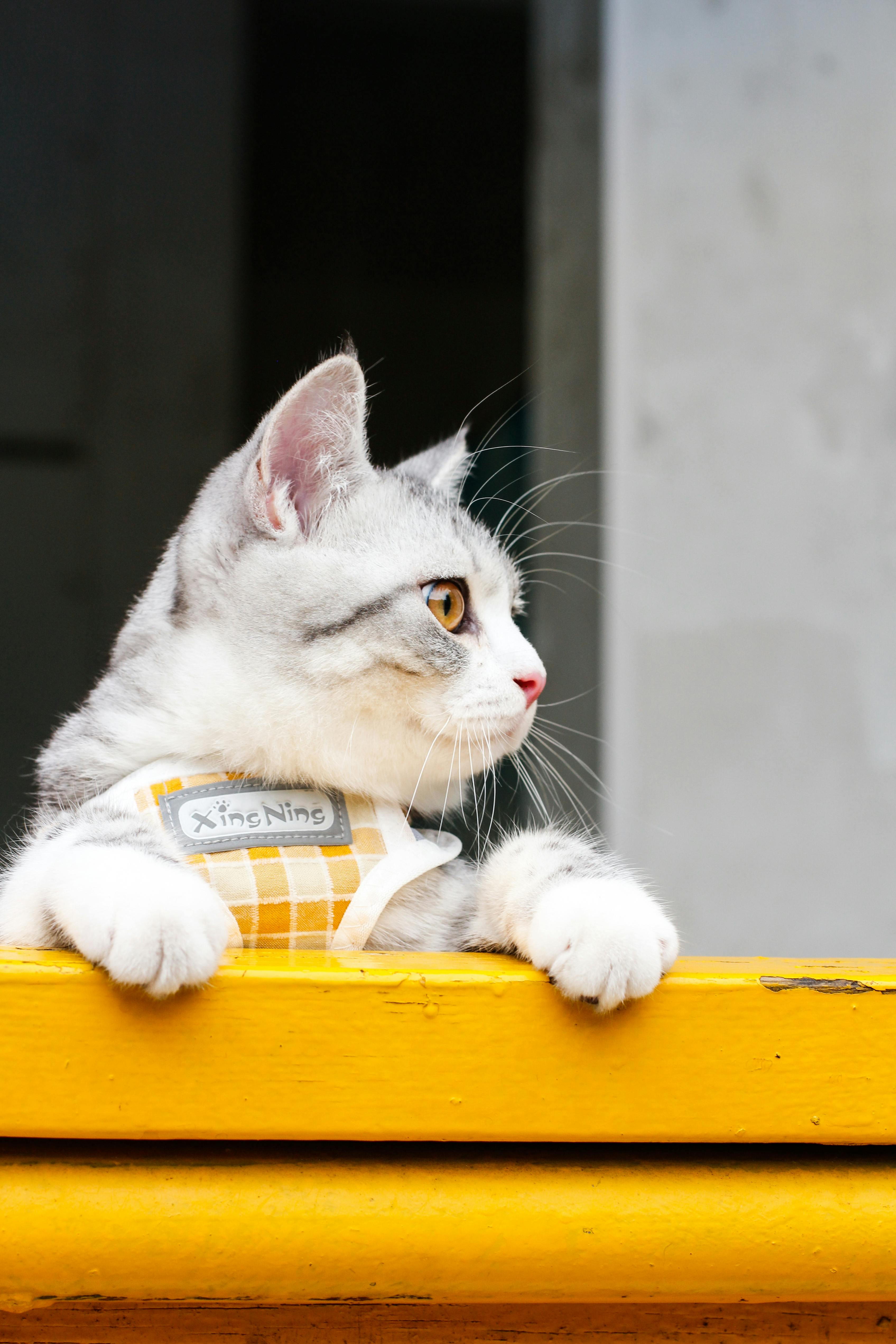 Gray Cat Looking Outside · Free Stock Photo