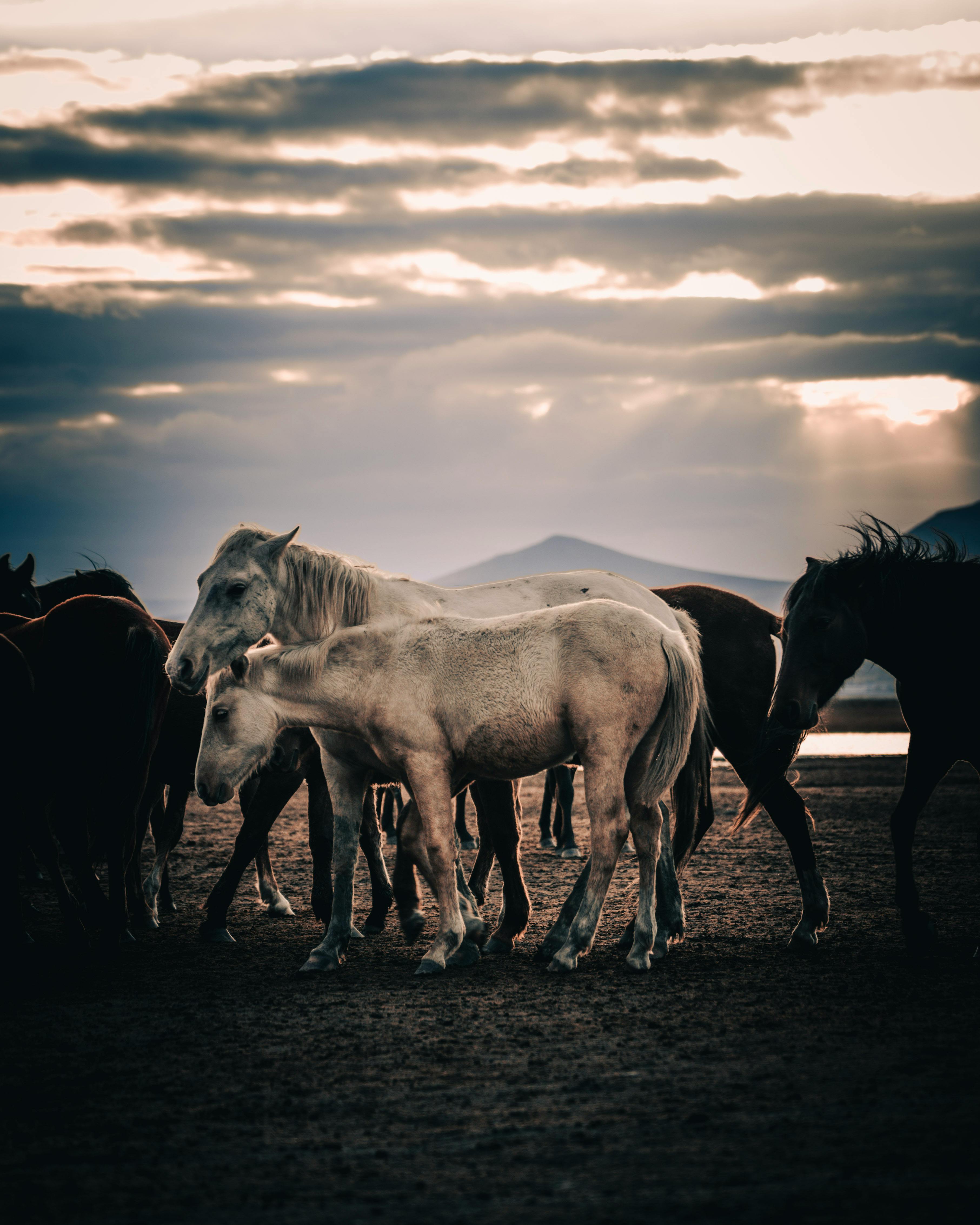 A Herd of Horses in the Wild · Free Stock Photo