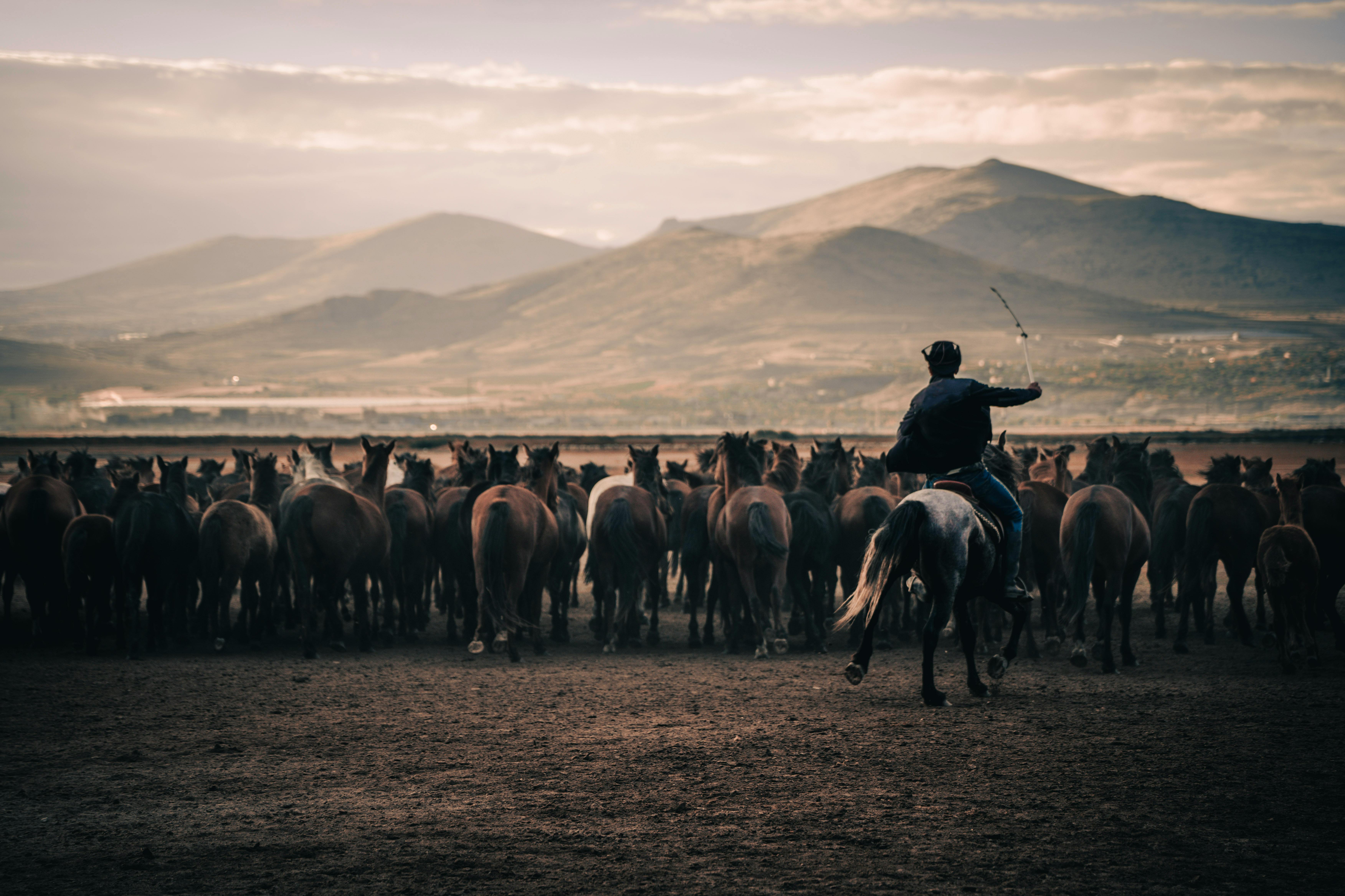 Cowboy Behind Horses on Plain · Free Stock Photo