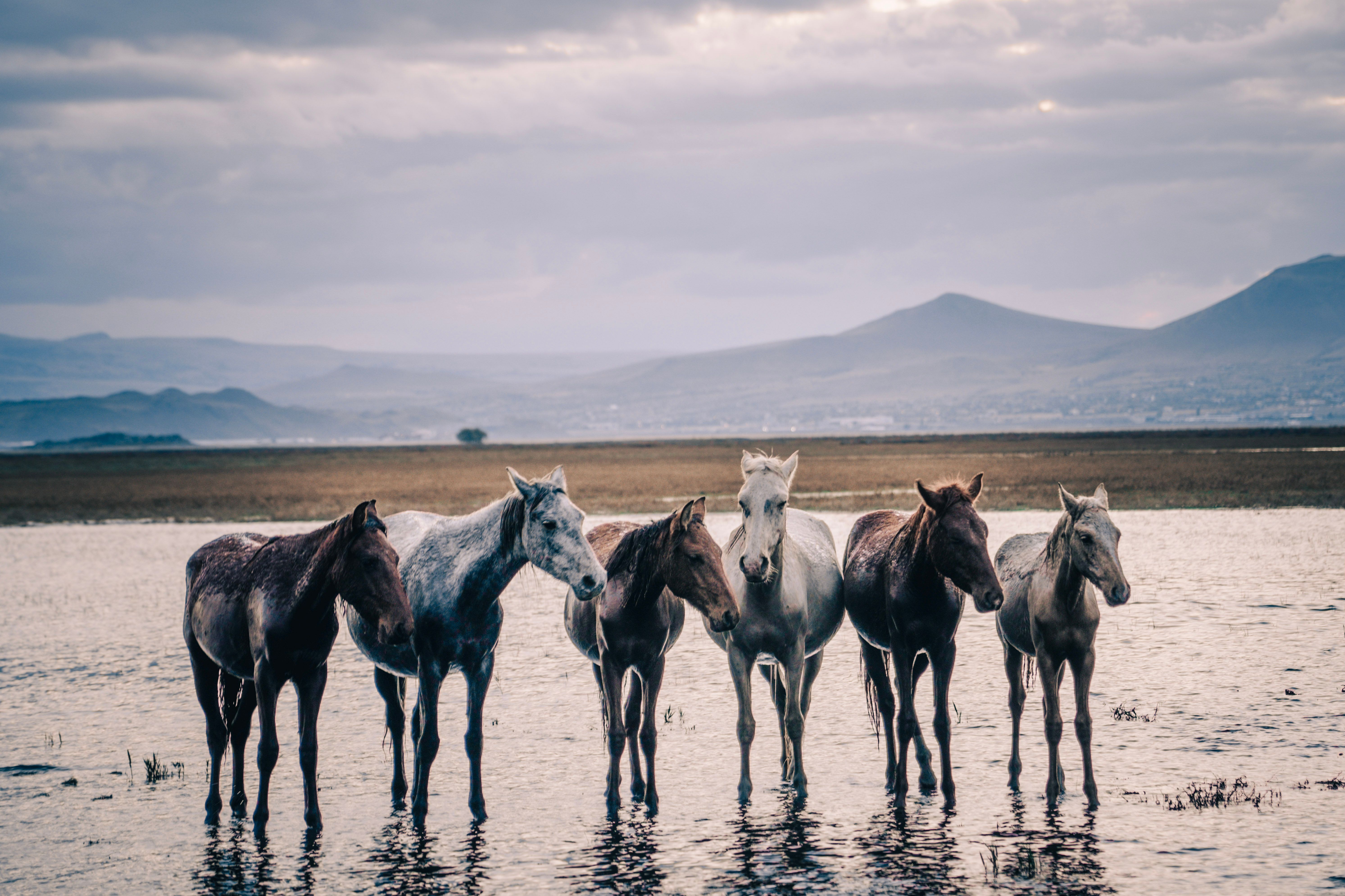 Water Horses Photos, Download The BEST Free Water Horses Stock Photos ...