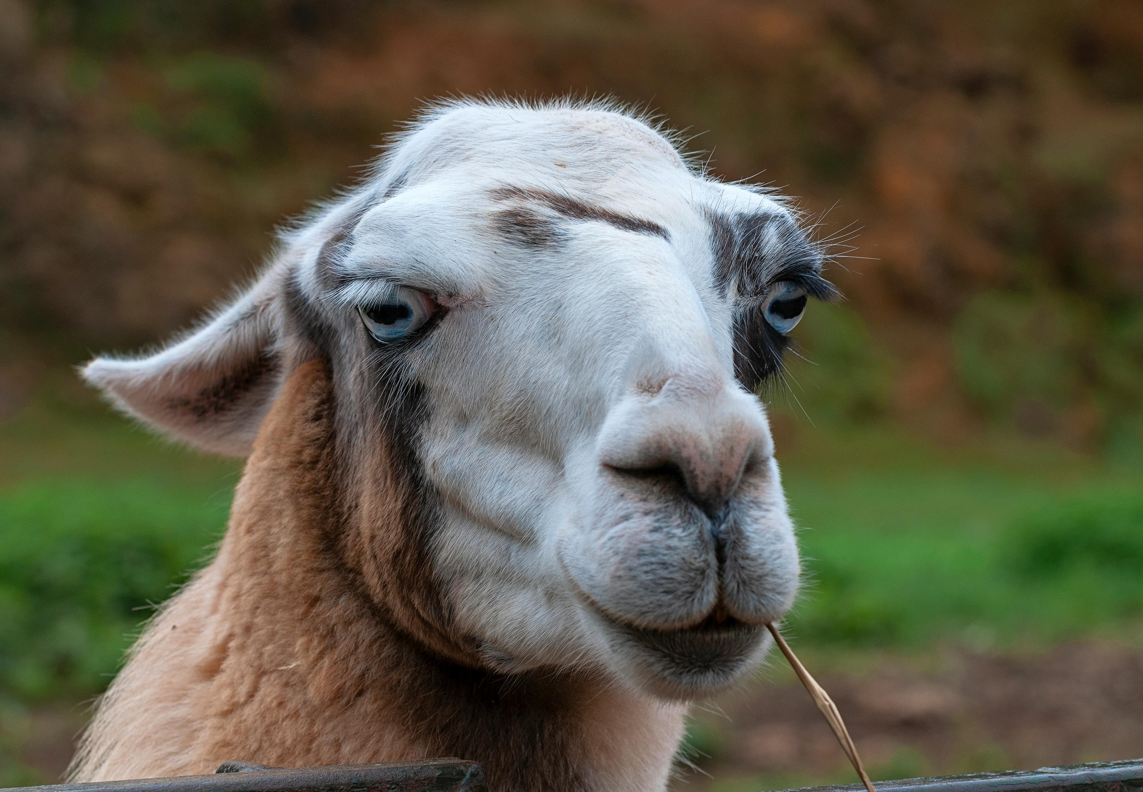 Close Up Photo of a Llama · Free Stock Photo
