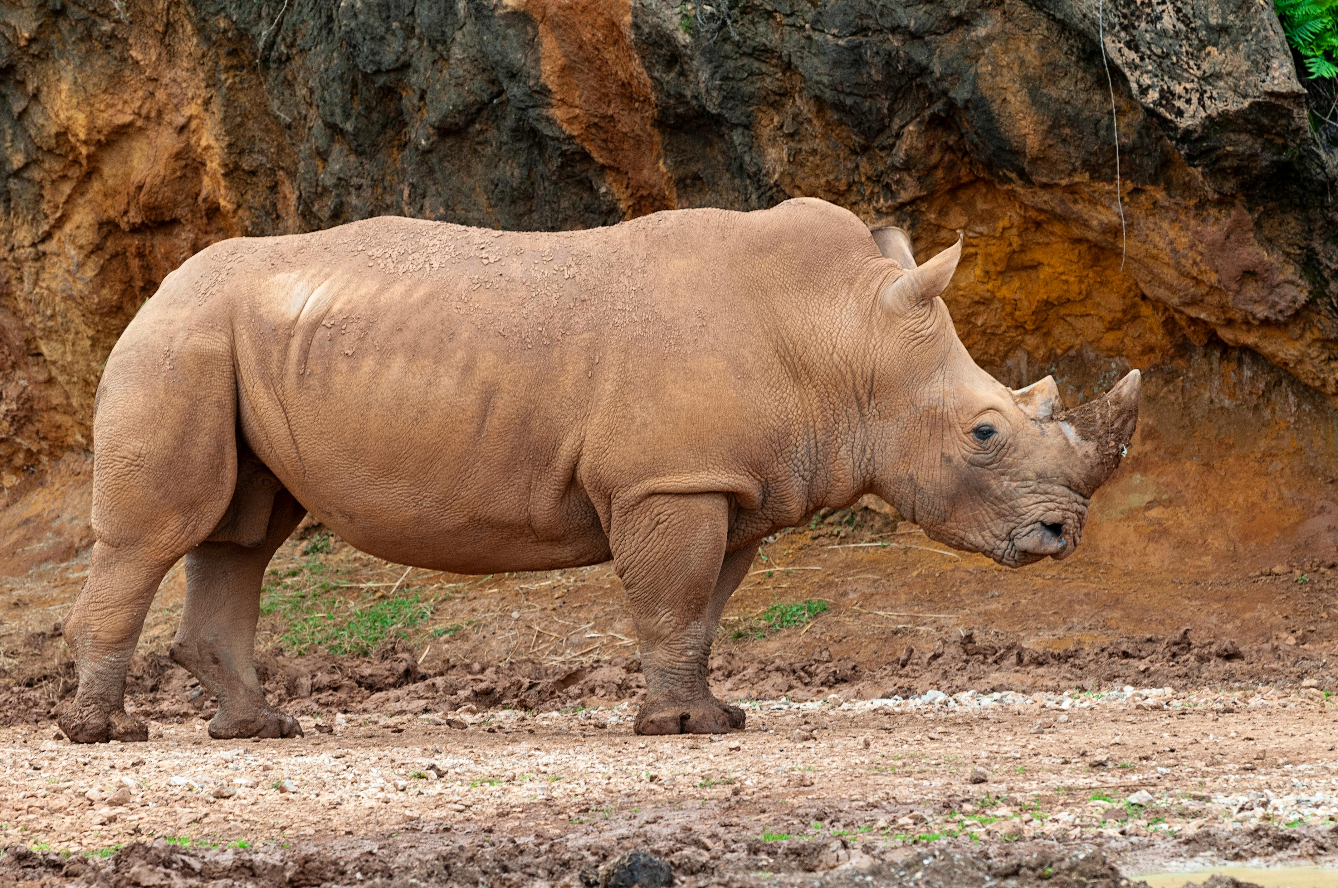 Close Up Shot of Rhinoceros · Free Stock Photo